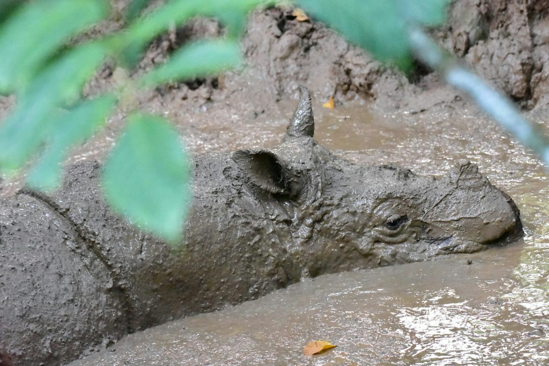Hari Badak Sedunia: Apa yang perlu segera dilakukan untuk selamatkan ...