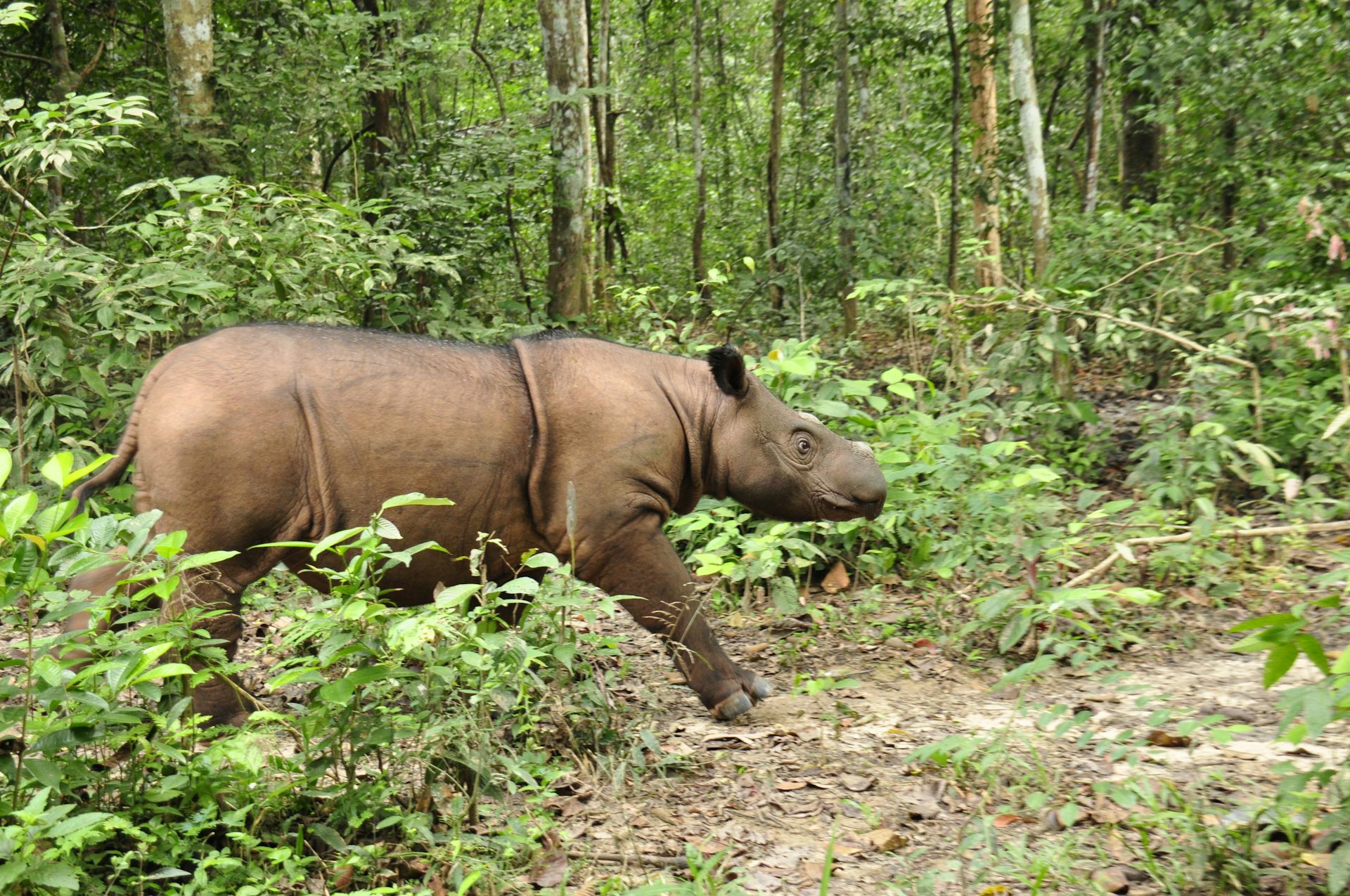 Hari Badak Sedunia: Apa yang perlu segera dilakukan untuk selamatkan ...