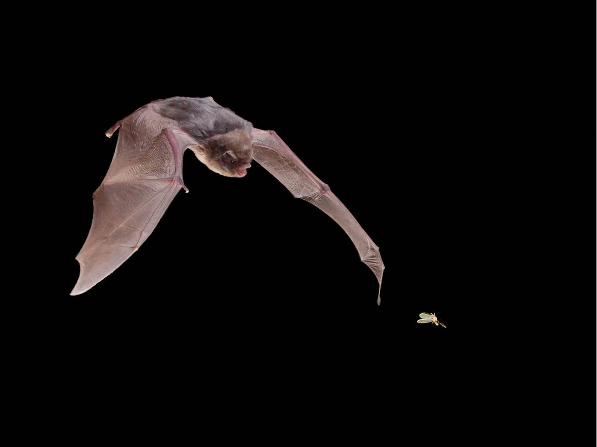 Moths use acoustic decoys to dodge bat attacks – new research