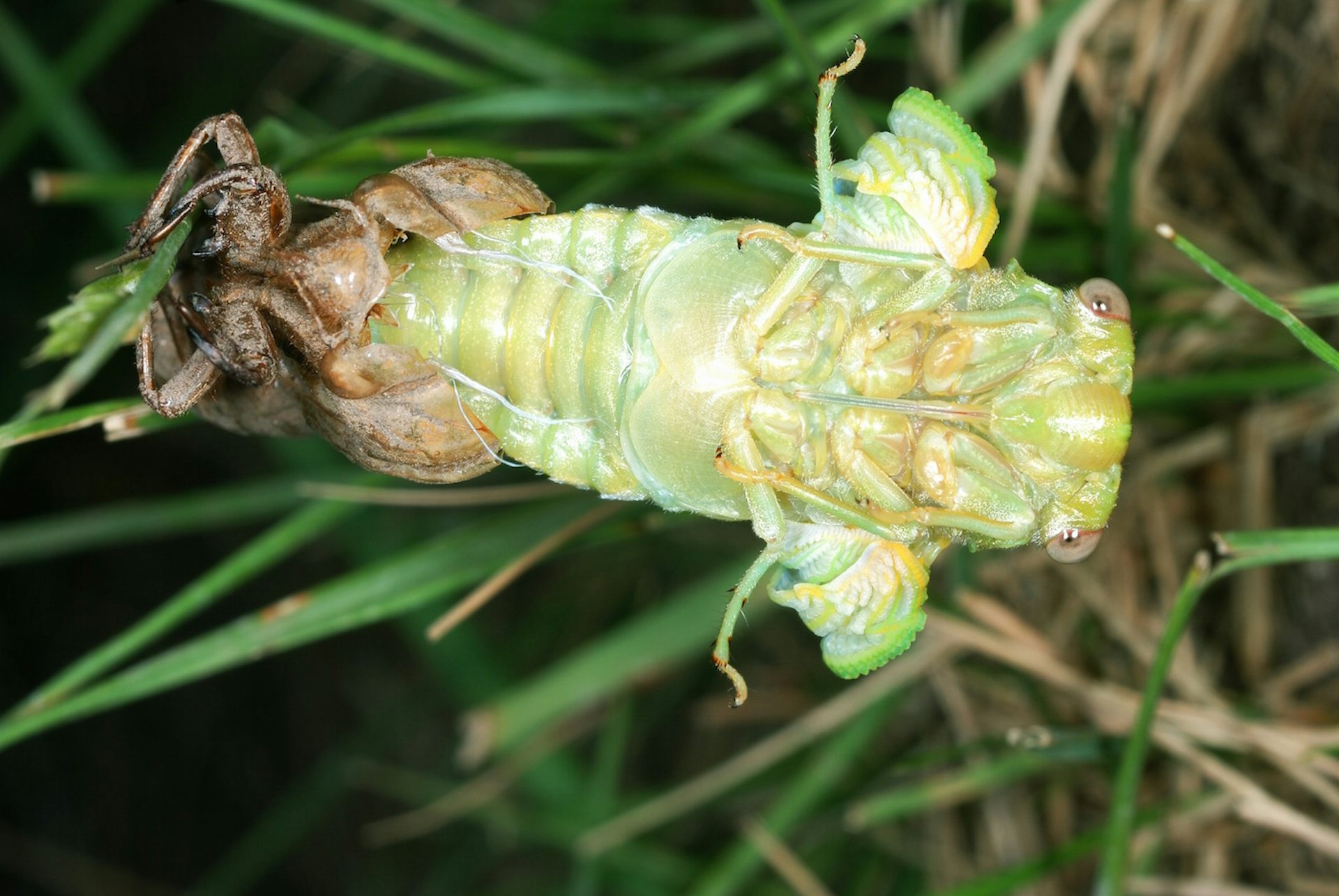 Hiding in the soil and building with urine: how cicadas survived France ...