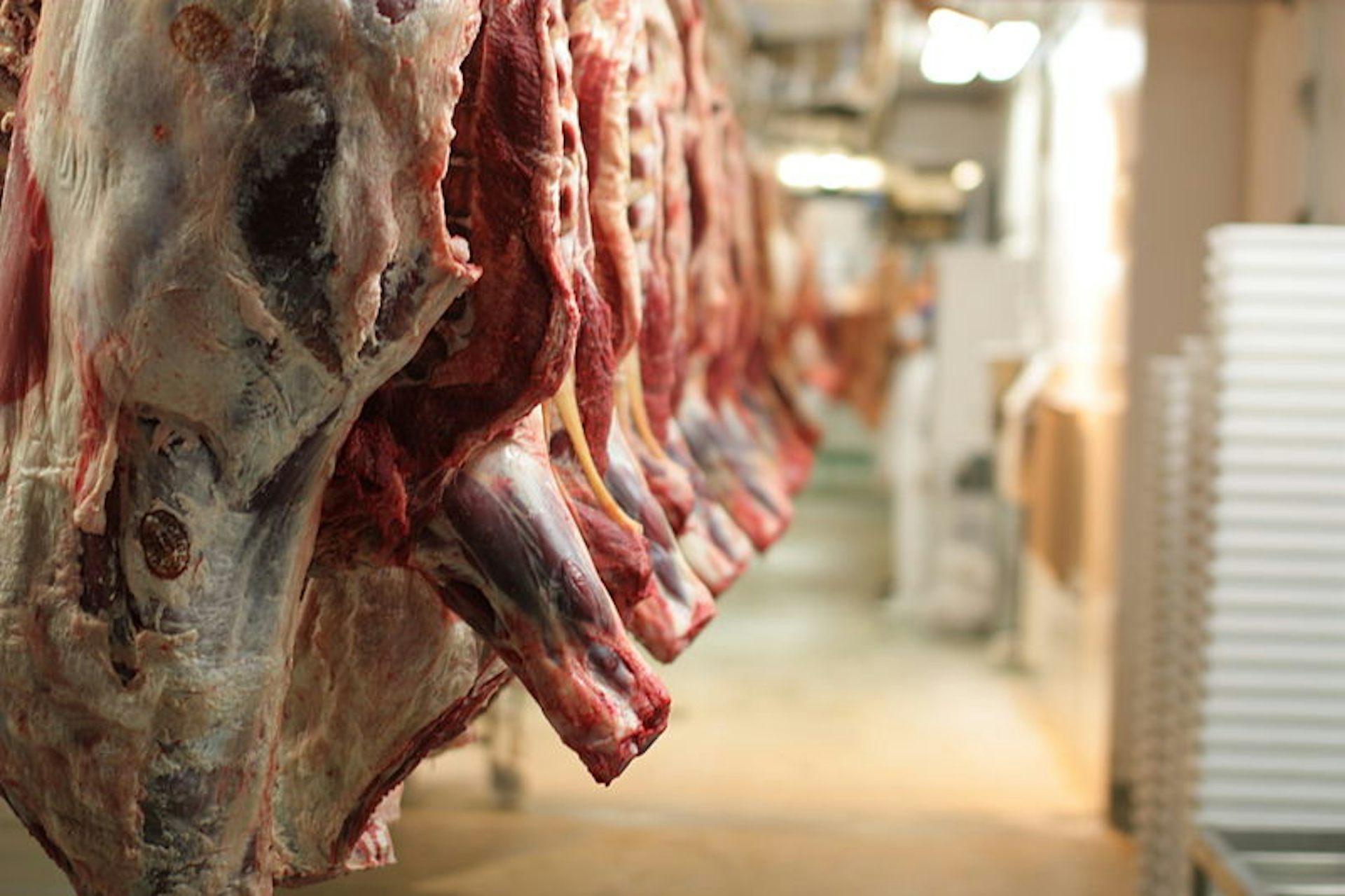 Danish halal and kosher ban leaves religious groups with nowhere to turn