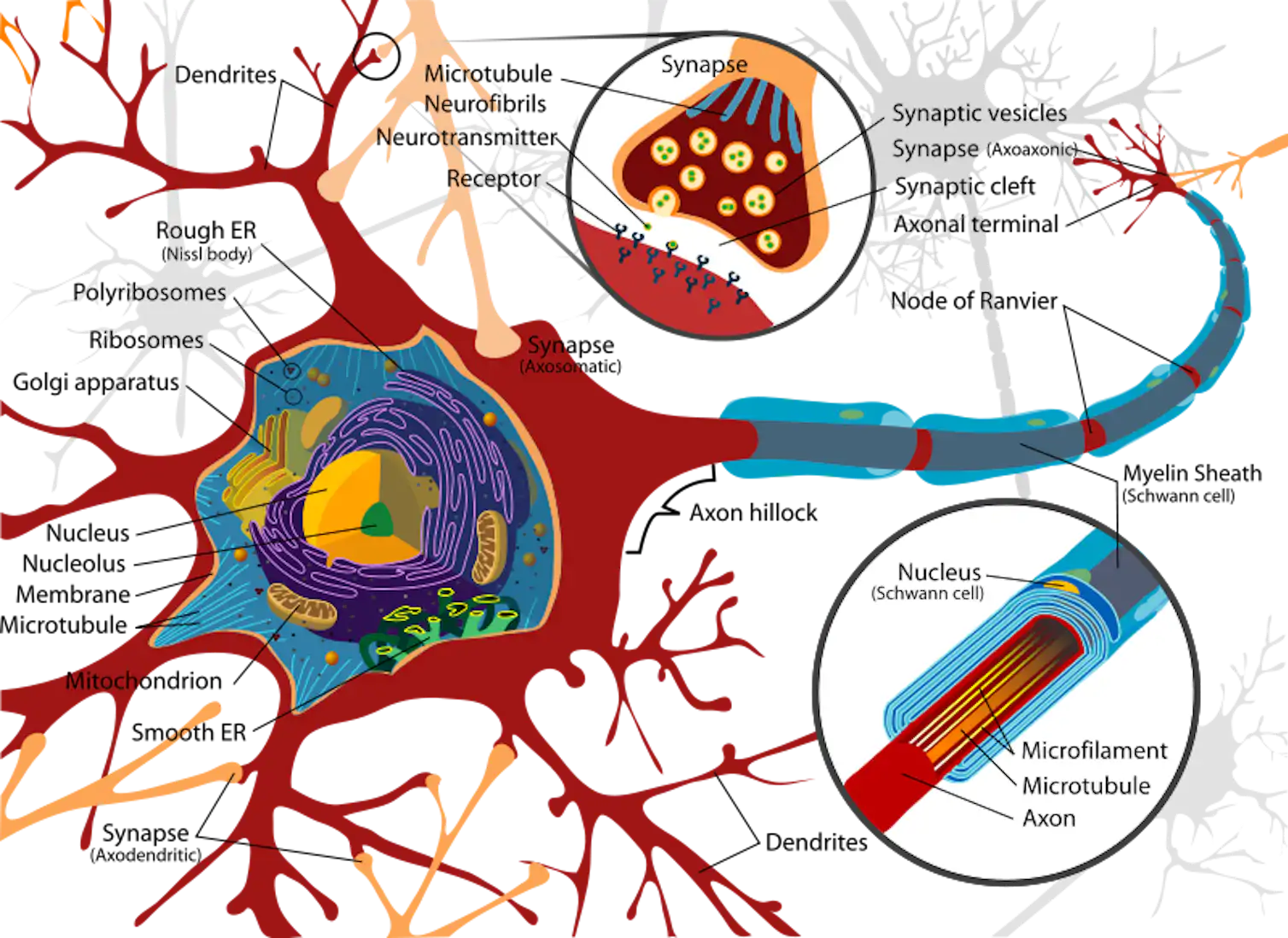 Set To Fade Is The Brain Doomed To Degenerate set-to-fade-is-the-brain-doomed-to-degenerate