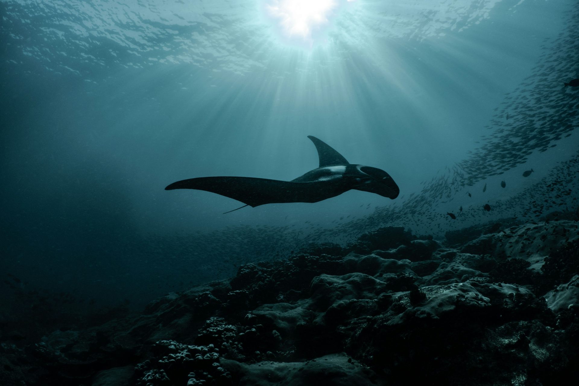 Sharks and rays are in free fall: More than one-third are threatened ...