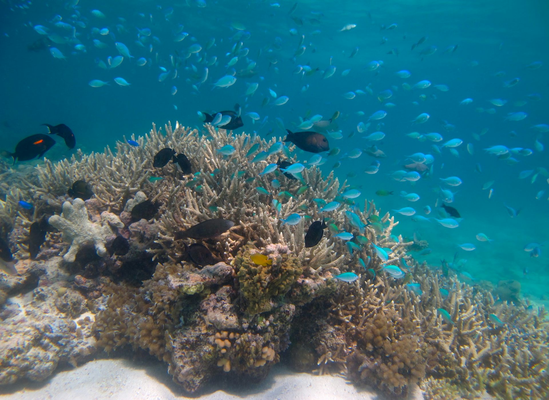 Oceans in motion: why some fish can’t go with the flow