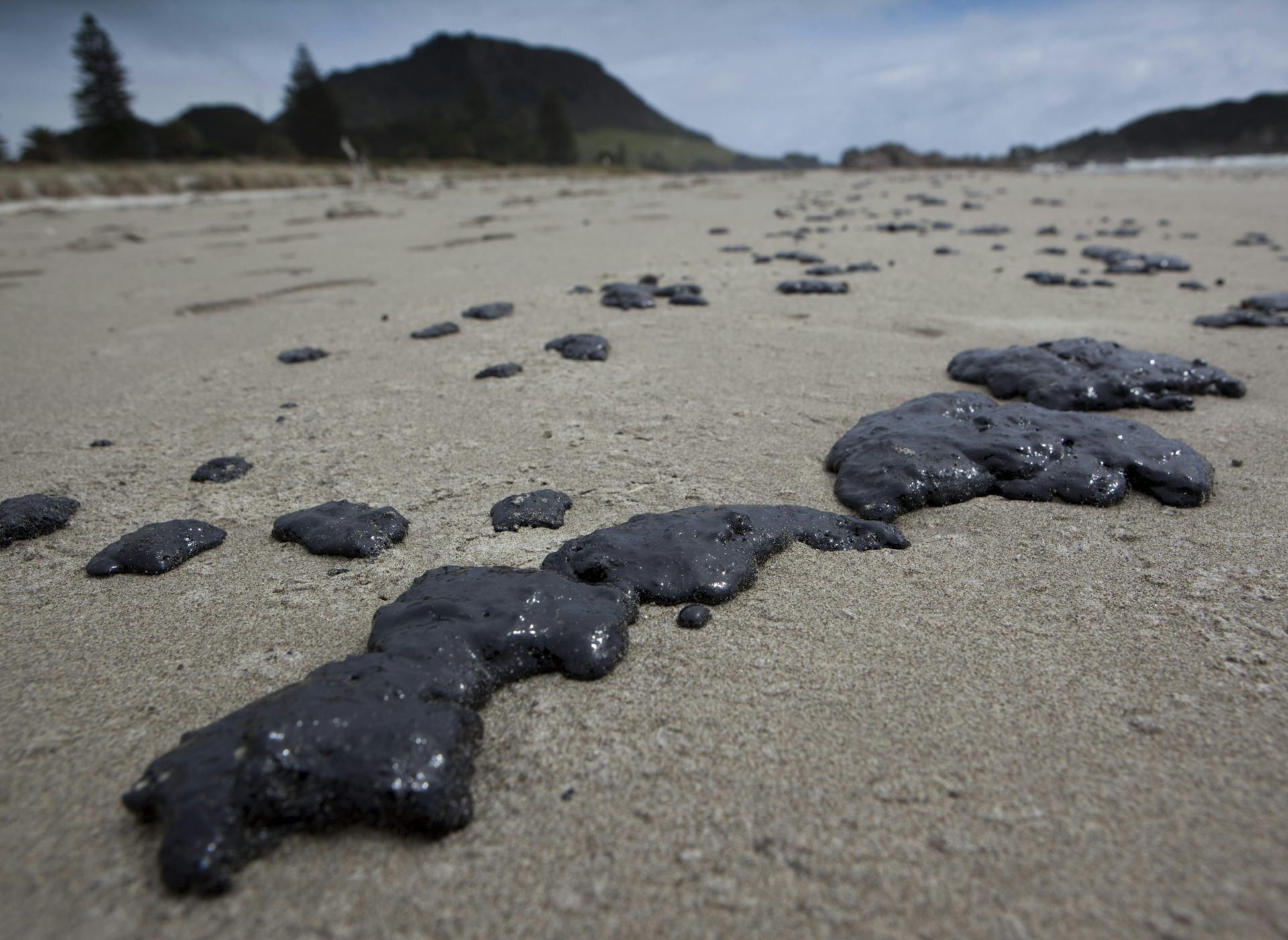 NZ oil spill may hurt marine ecosystems: experts