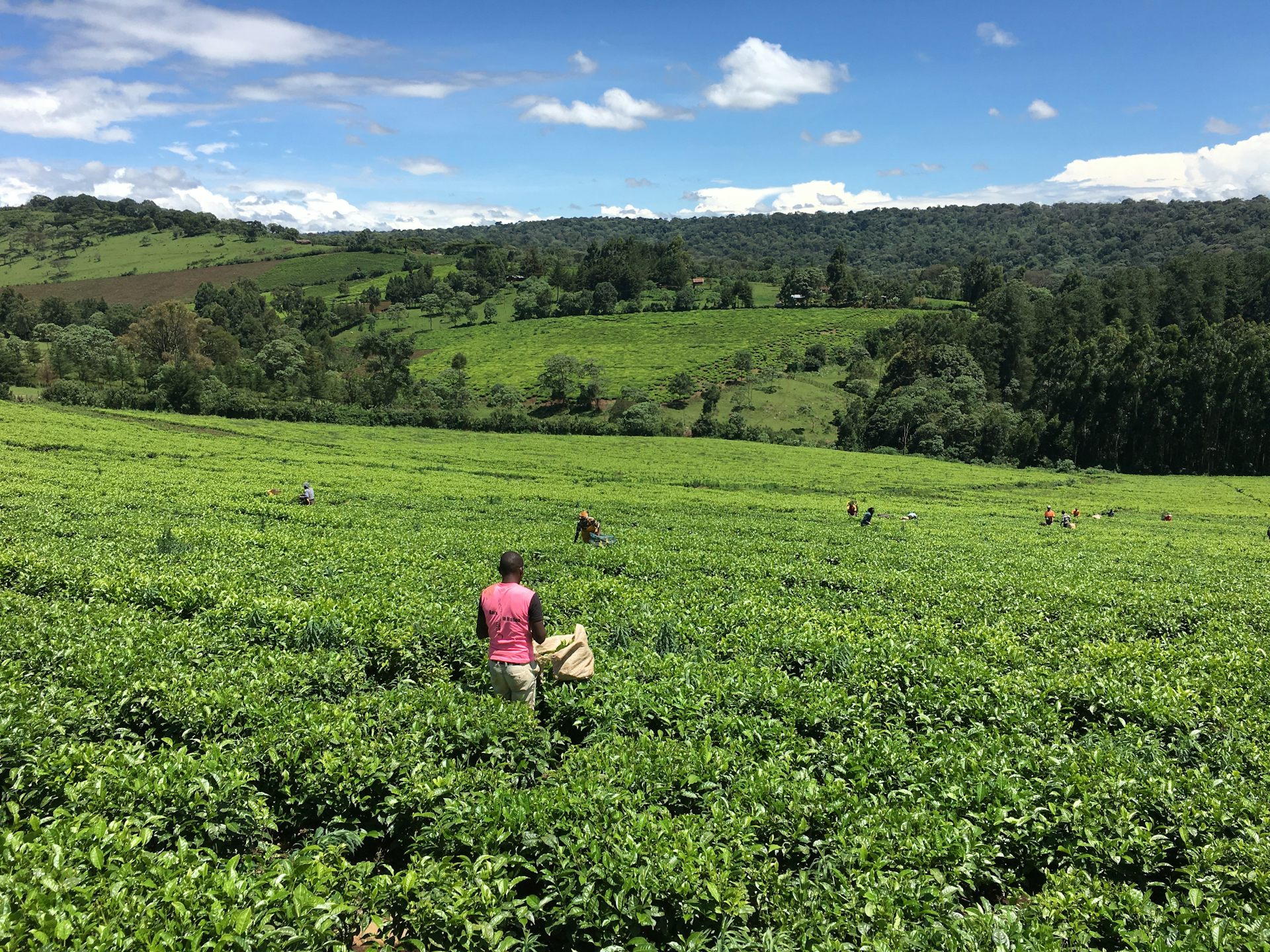 How granular climate information can help tea growers in Malawi and Kenya