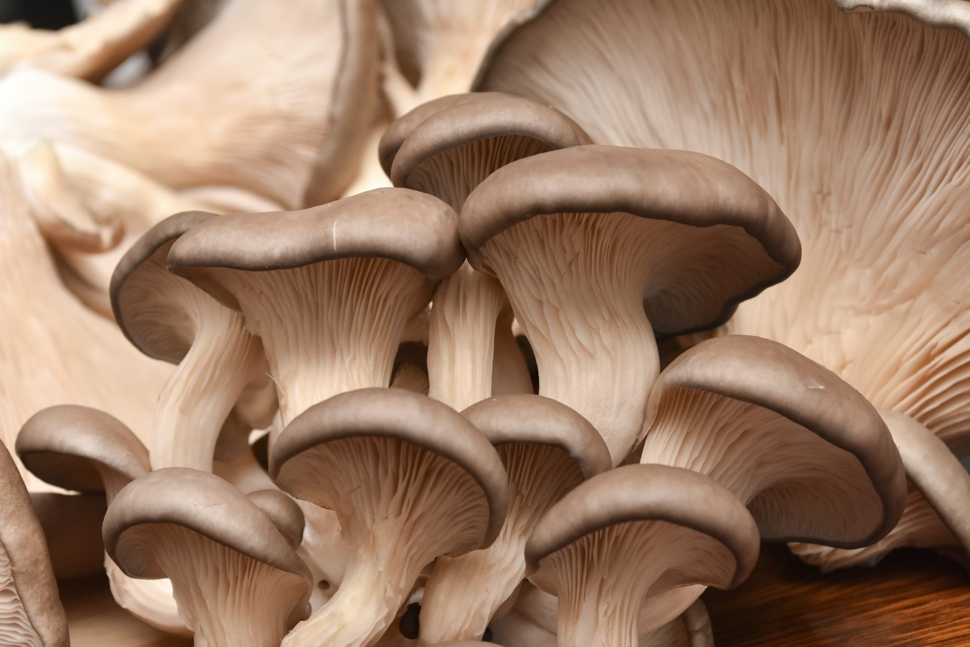 Las setas son mucho más que fibra: esto es todo lo que aportan