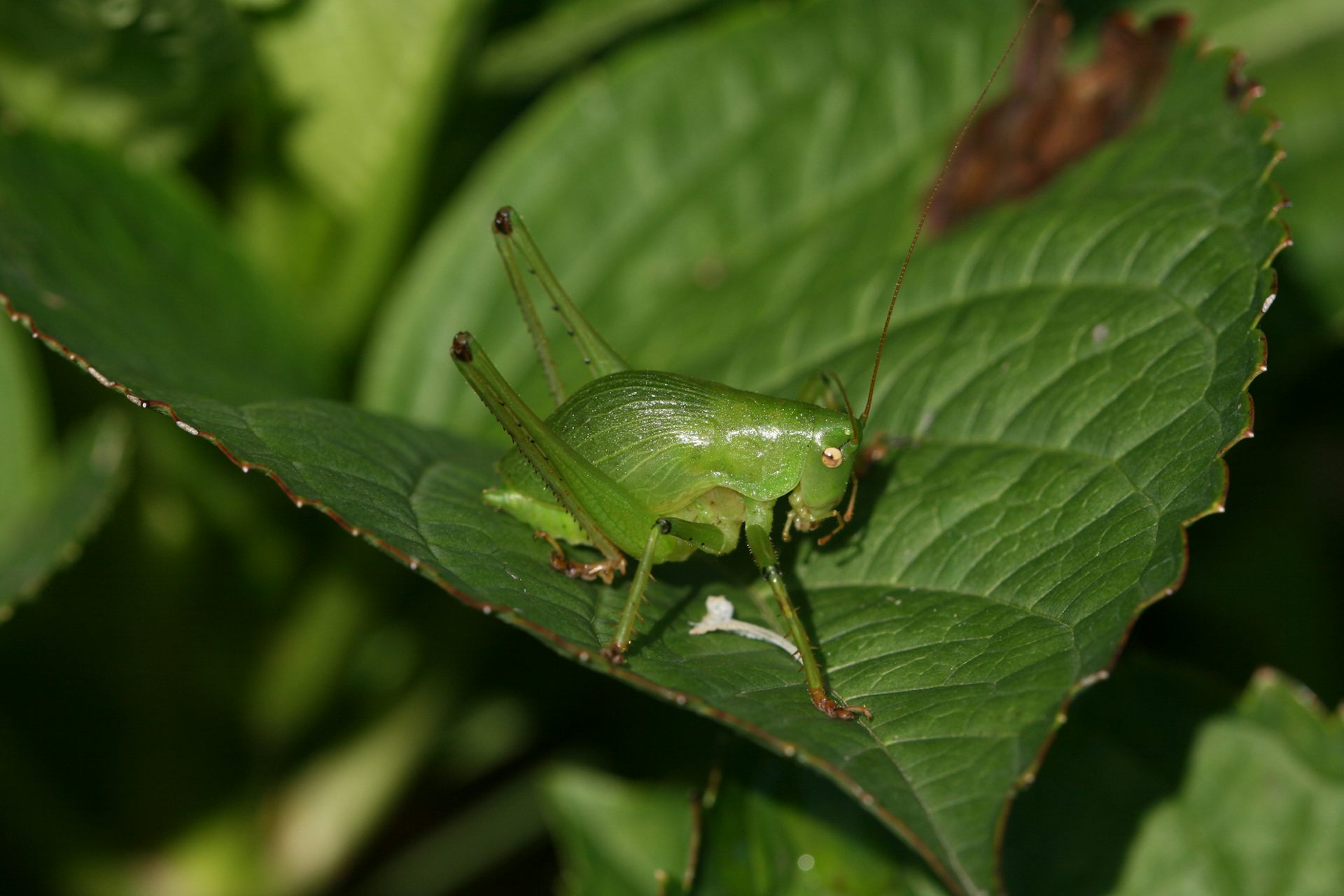 What bush crickets are telling researchers via their unique calls
