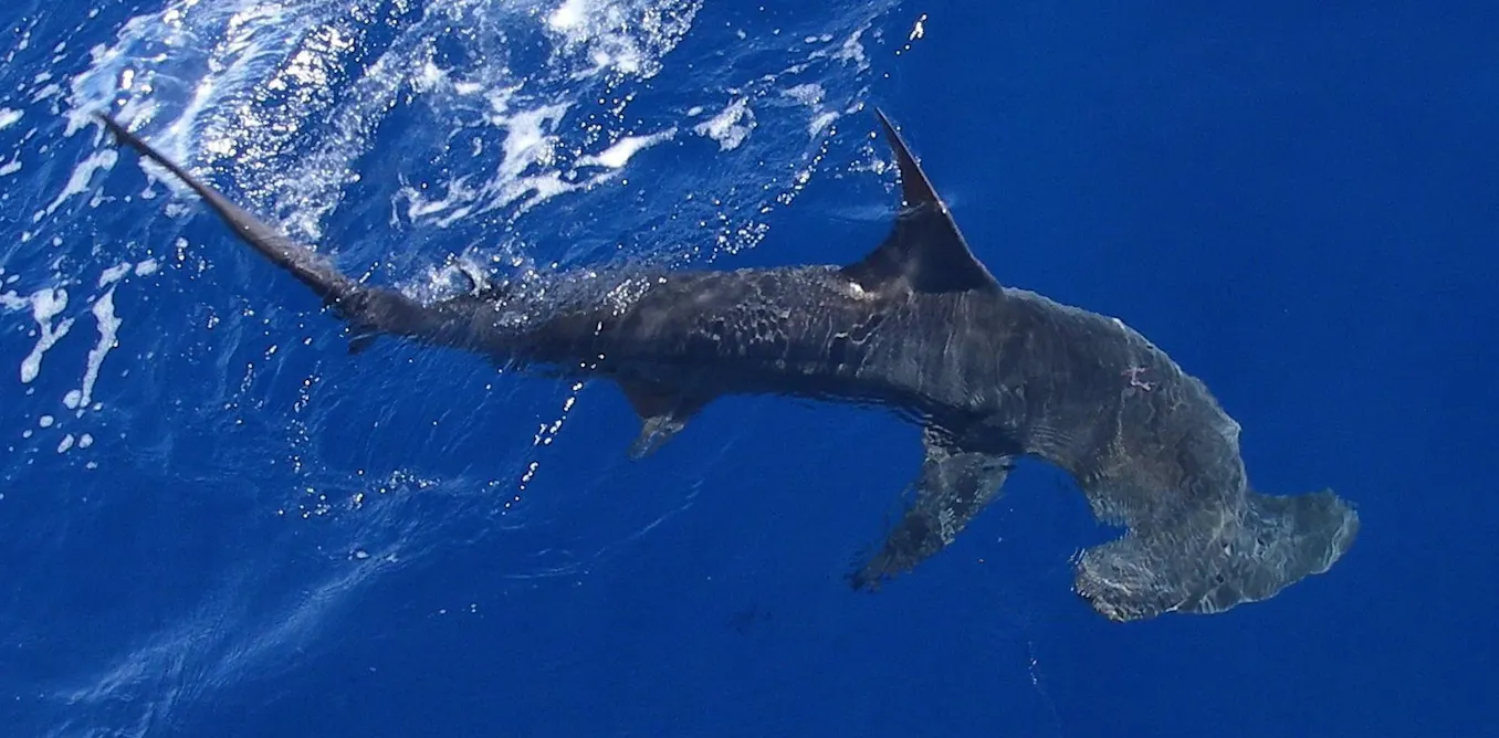 Why Do Humans Have Bones Instead Of Cartilage Like Sharks why-do-humans-have-bones-instead-of-cartilage-like-sharks