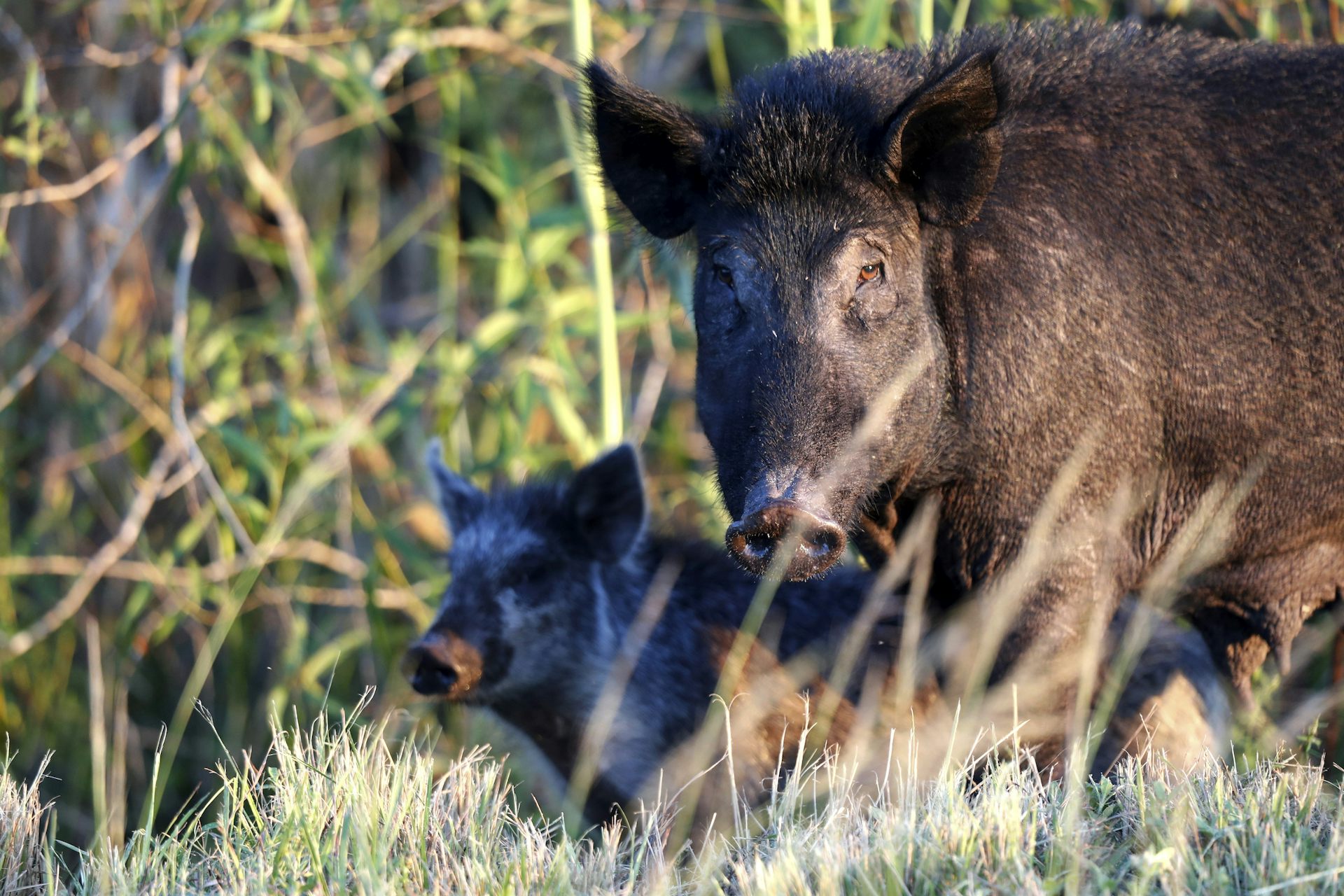 30–50 feral hogs? Why Twitter memes are more positive (and much faster ...
