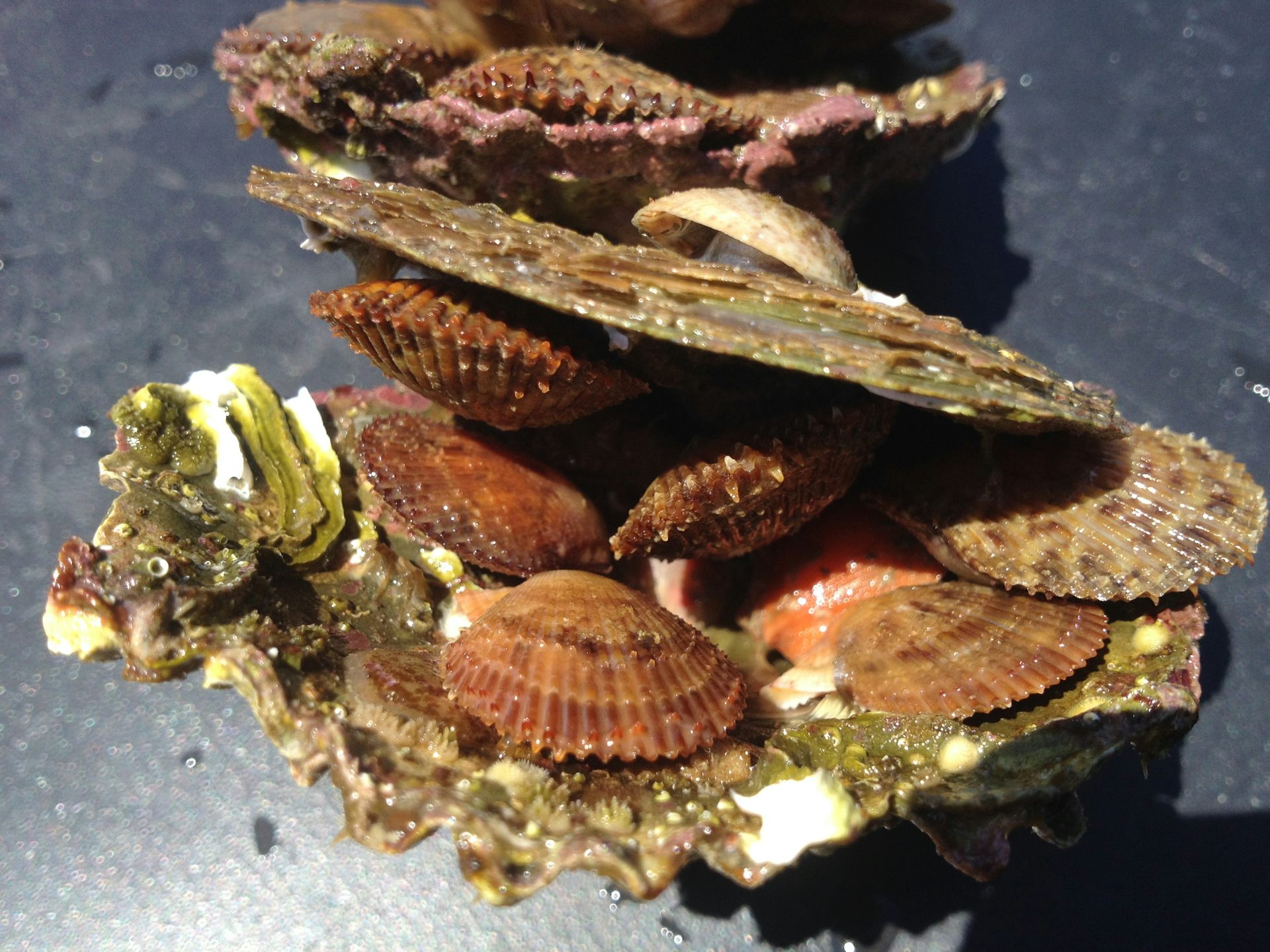 Le pétoncle noir bientôt de retour en Bretagne