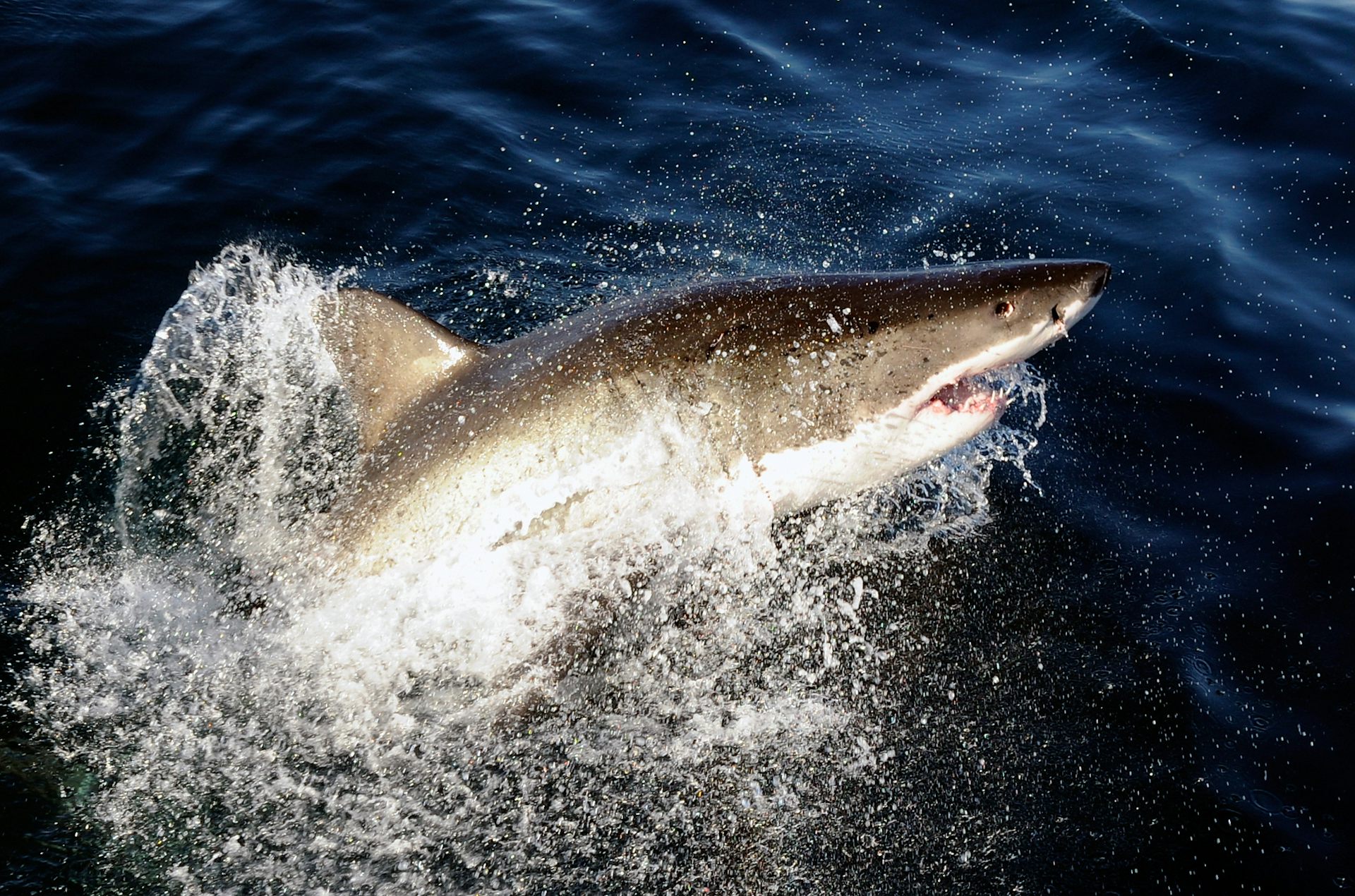 White shark, wrong point? Lydia’s big ocean swim