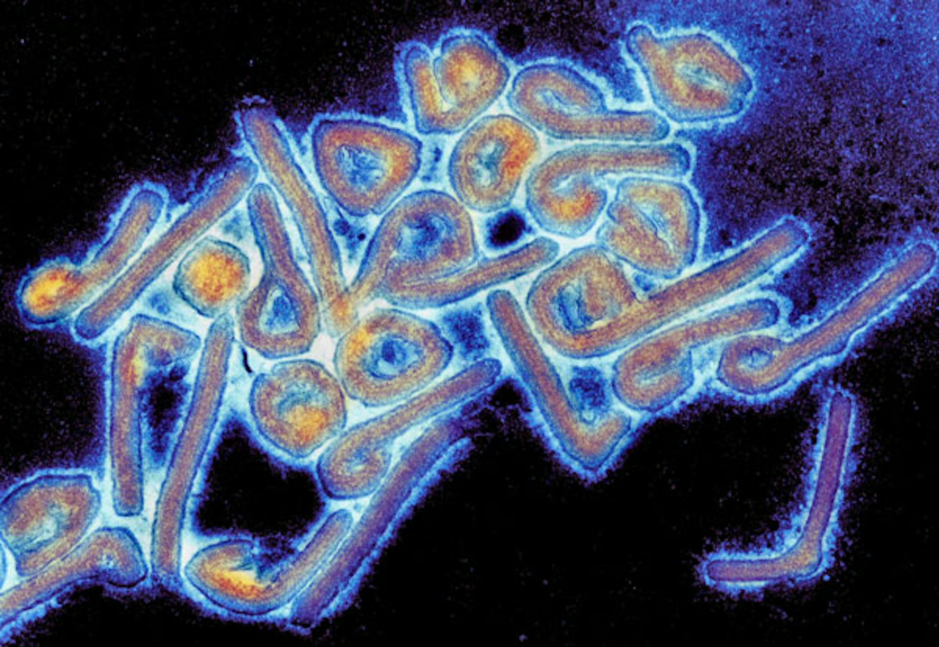 From scourge to saviour: using viruses to treat serious disease