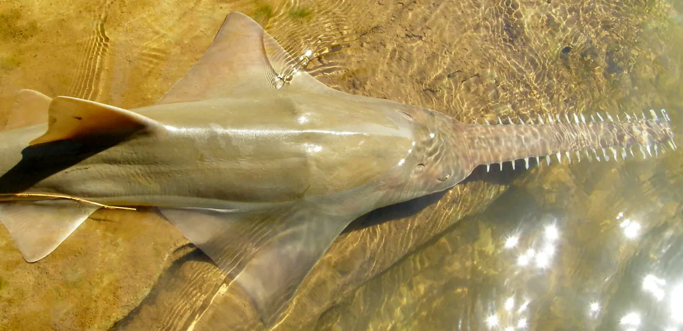 Australian Endangered Species Largetooth Sawfish Australian Endangered Species Largetooth Sawfish