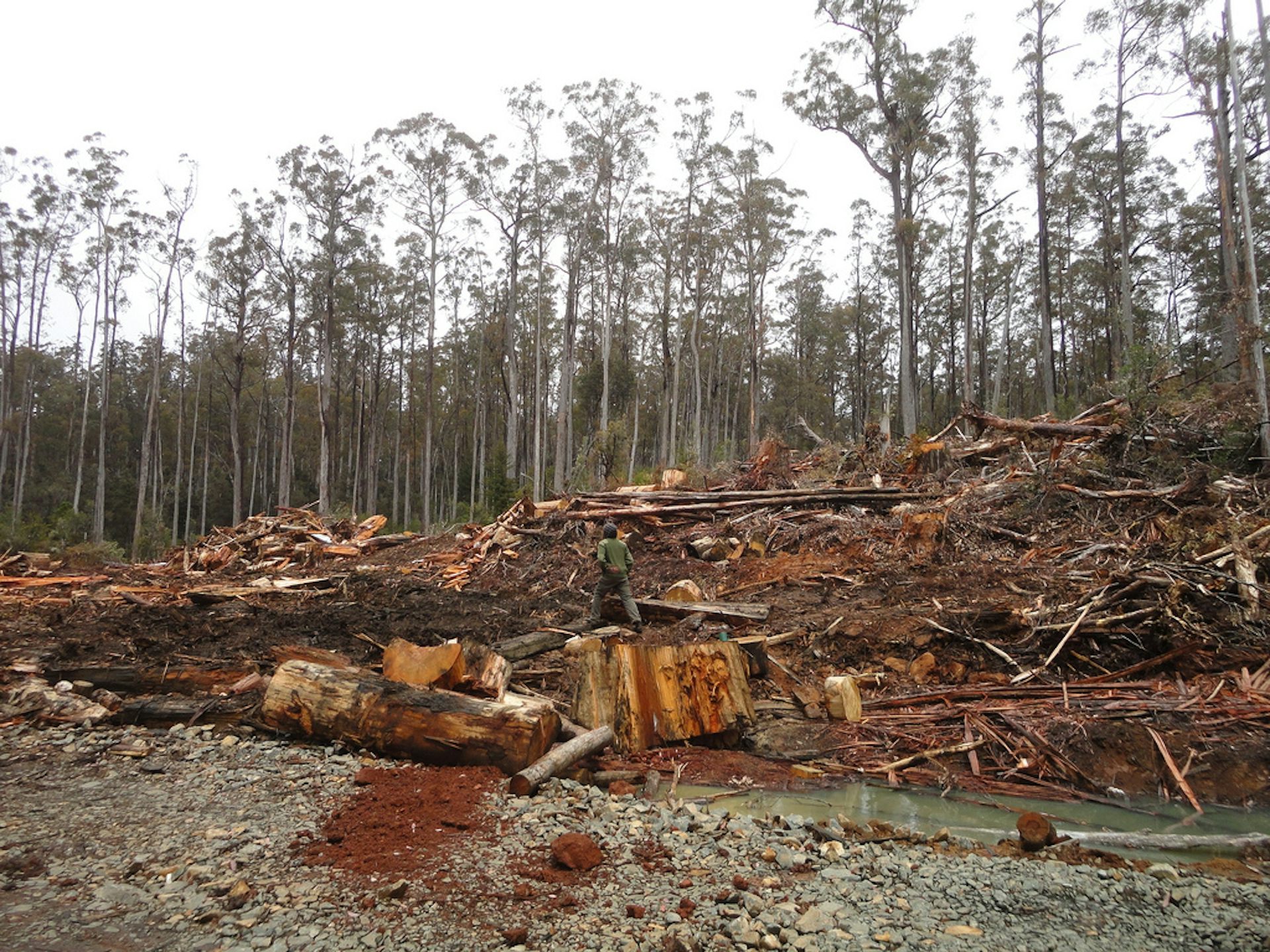 ‘Degraded’ Tasmanian forests can still be World Heritage