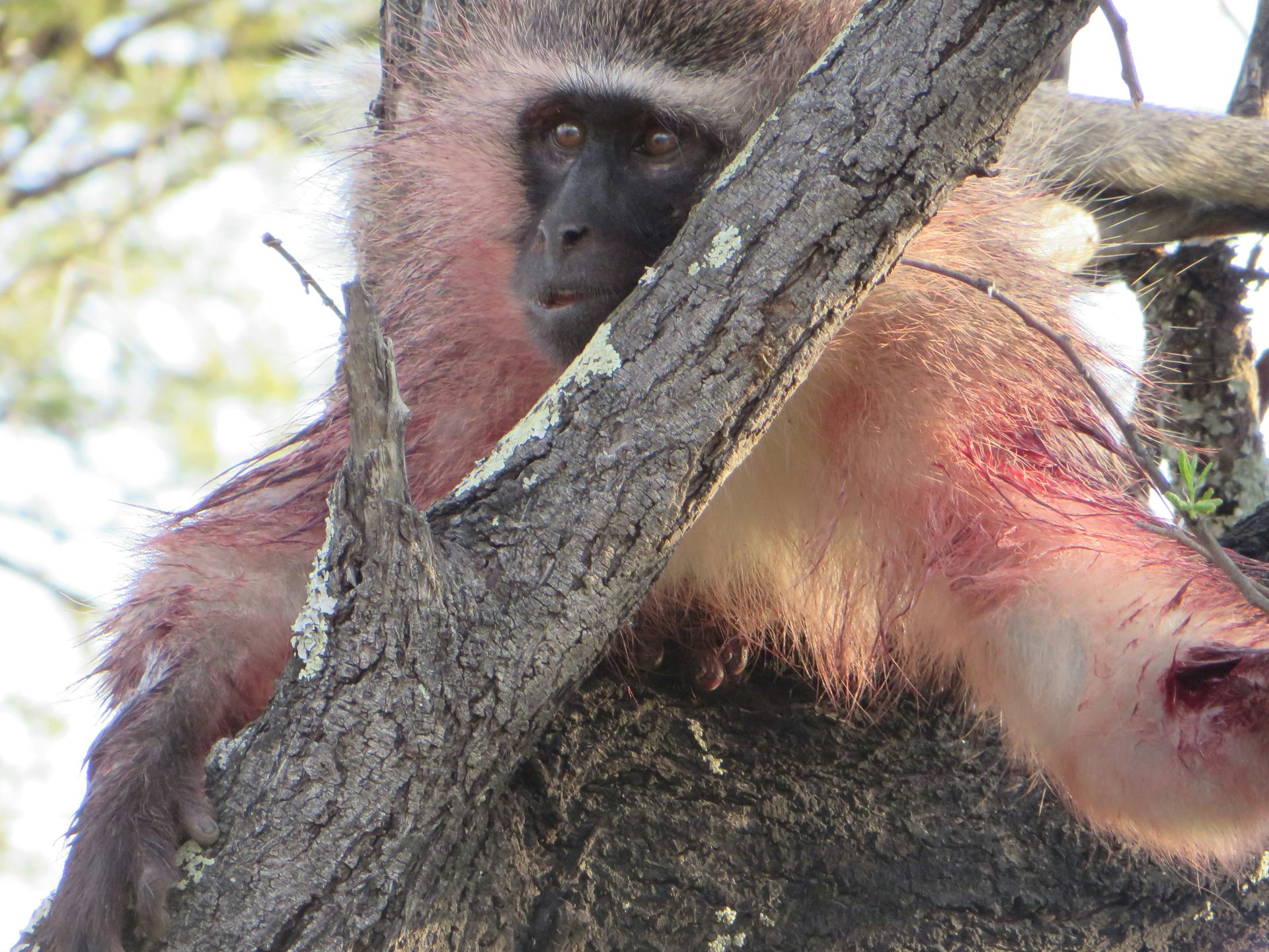 Why monkeys attack sick members of their troop – and don’t socially ...