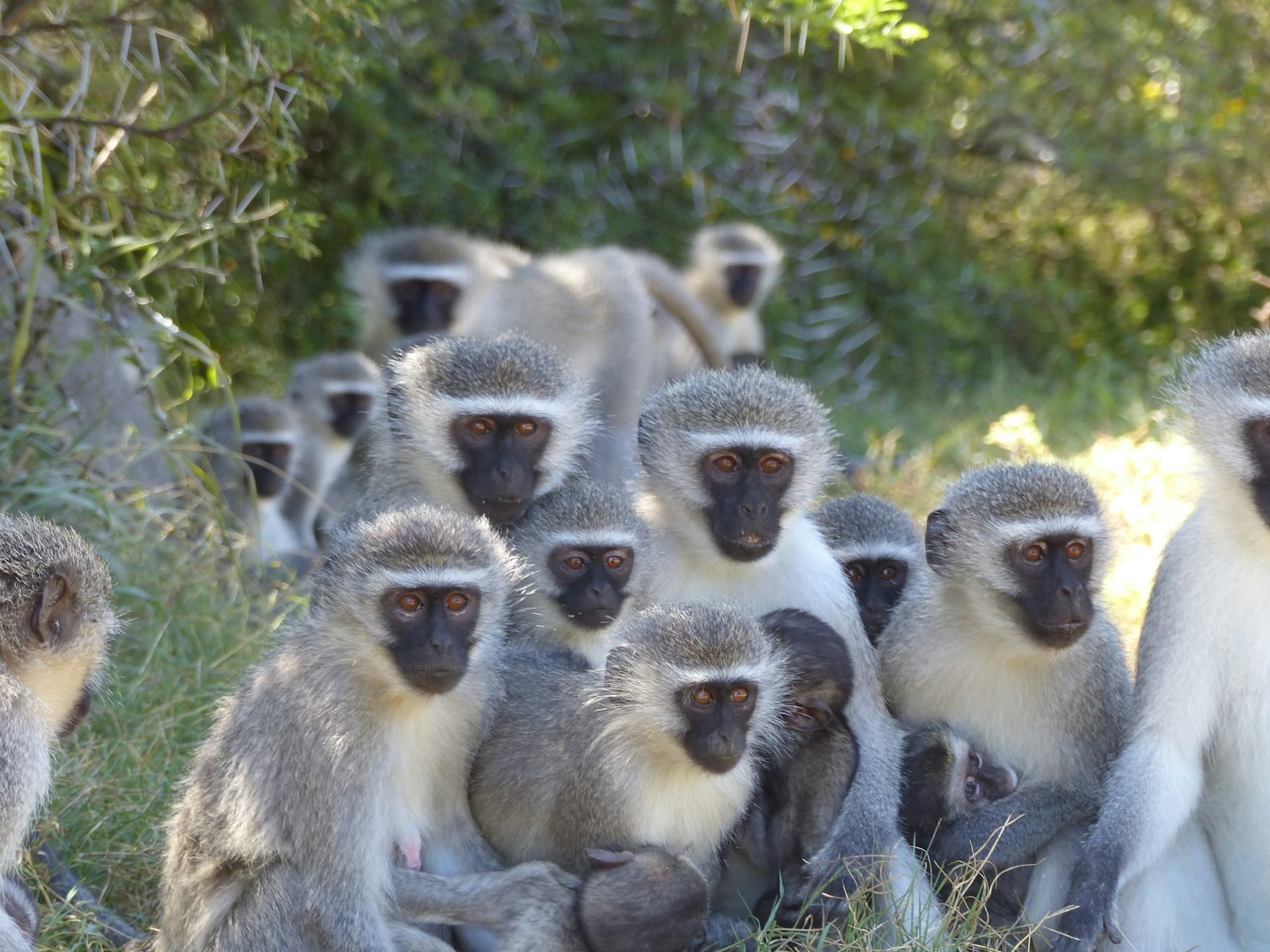 Why monkeys attack sick members of their troop – and don’t socially ...
