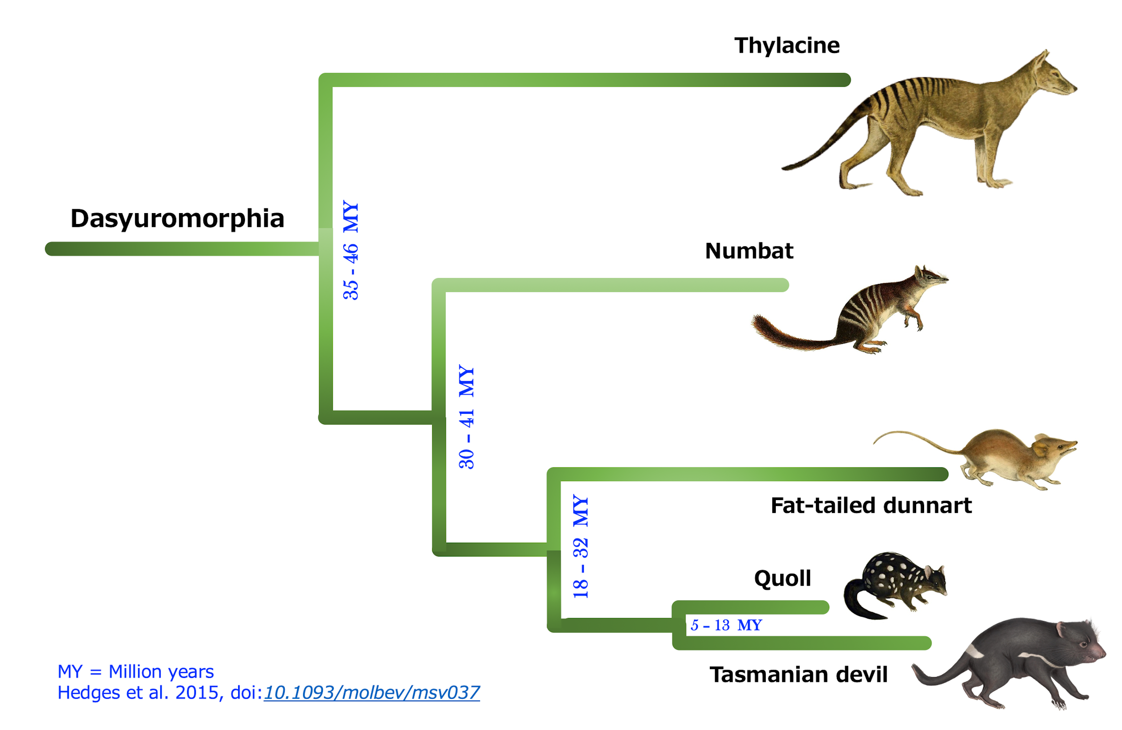 How The Newly Decoded Numbat Genome Could Help Bring The Tasmanian