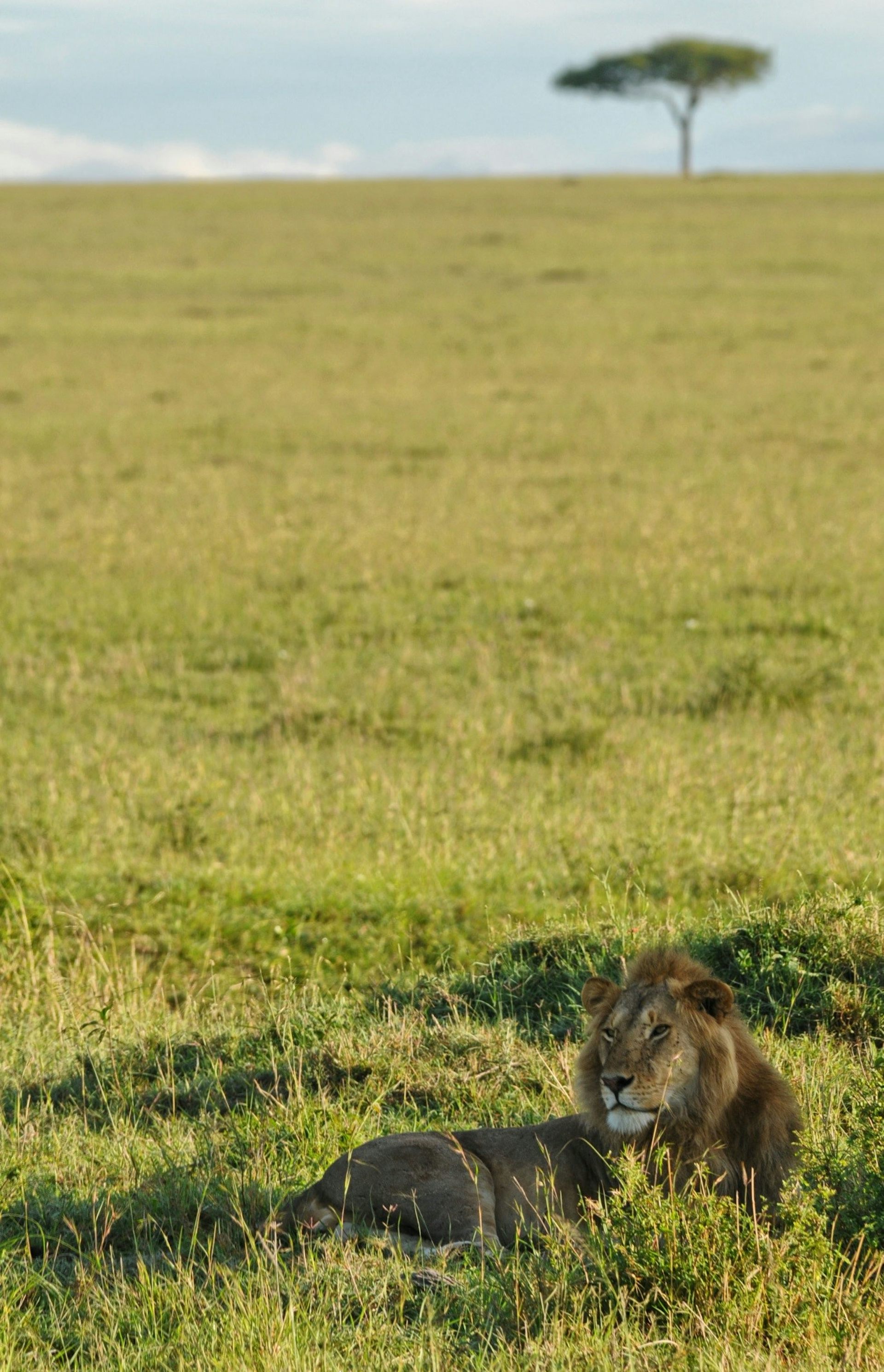 Genetic diversity is key in conservation: here’s a list to help manage ...