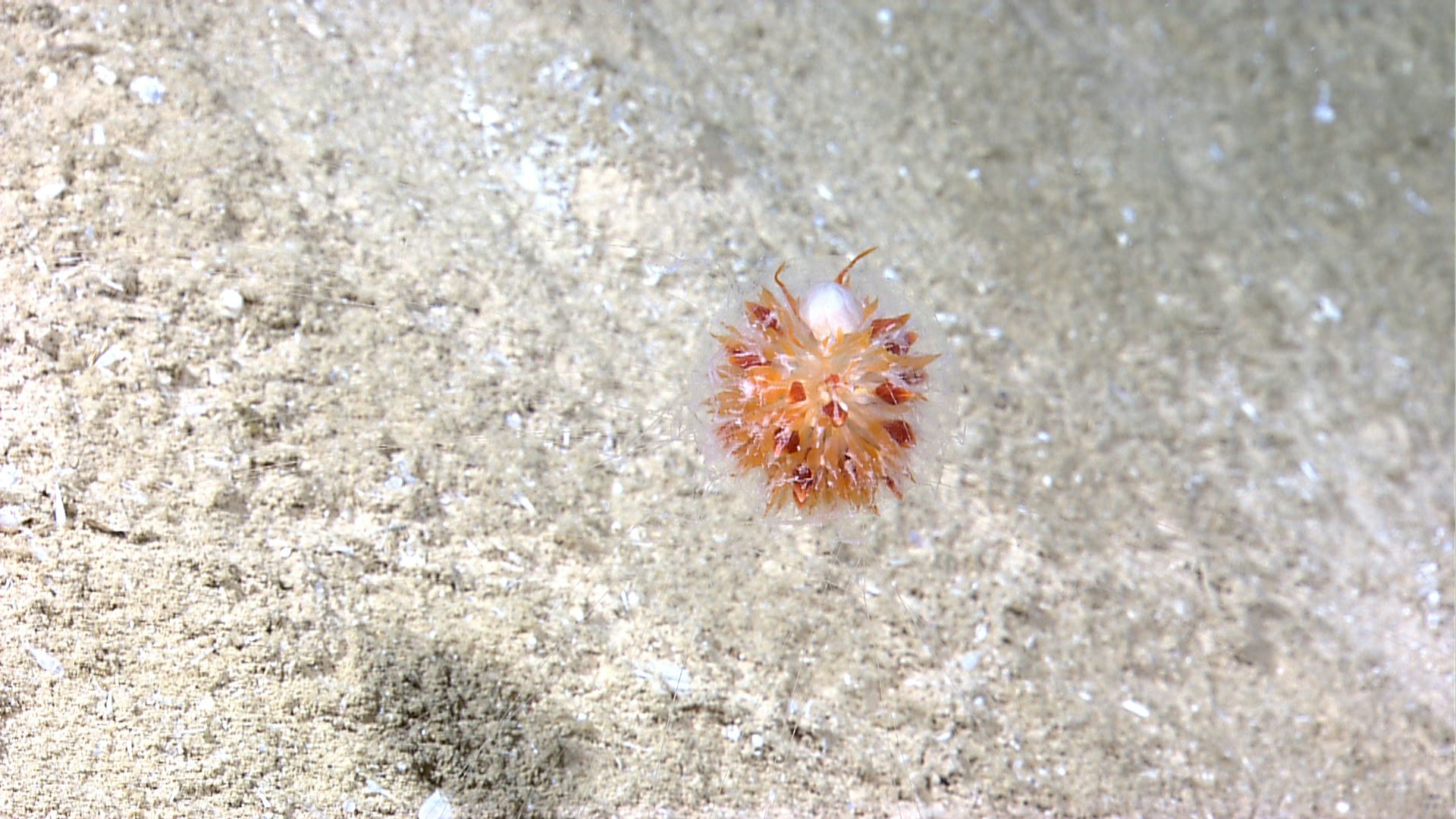Why the bizarre ocean dandelion is like an ant colony on steroids