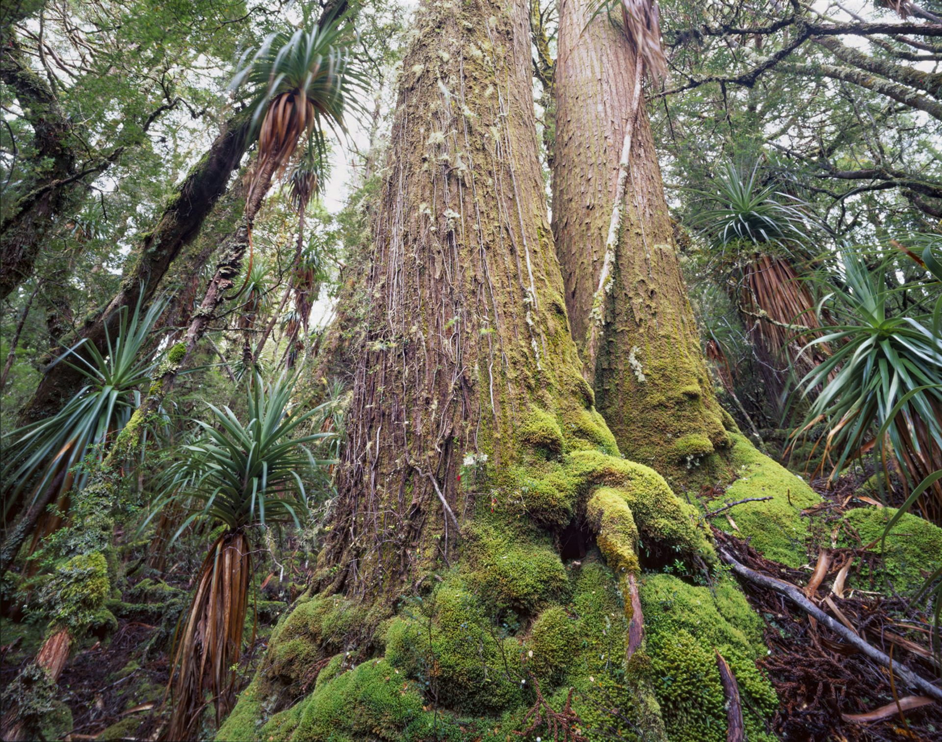 Tasmania’s forests are burning more as climate change dries them out ...