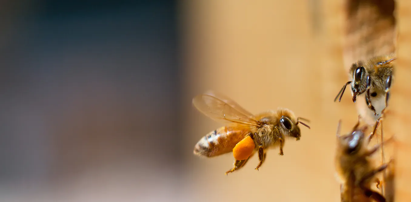 Honeybees Join Humans As The Only Known Animals That Can Tell The honeybees-join-humans-as-the-only-known-animals-that-can-tell-the