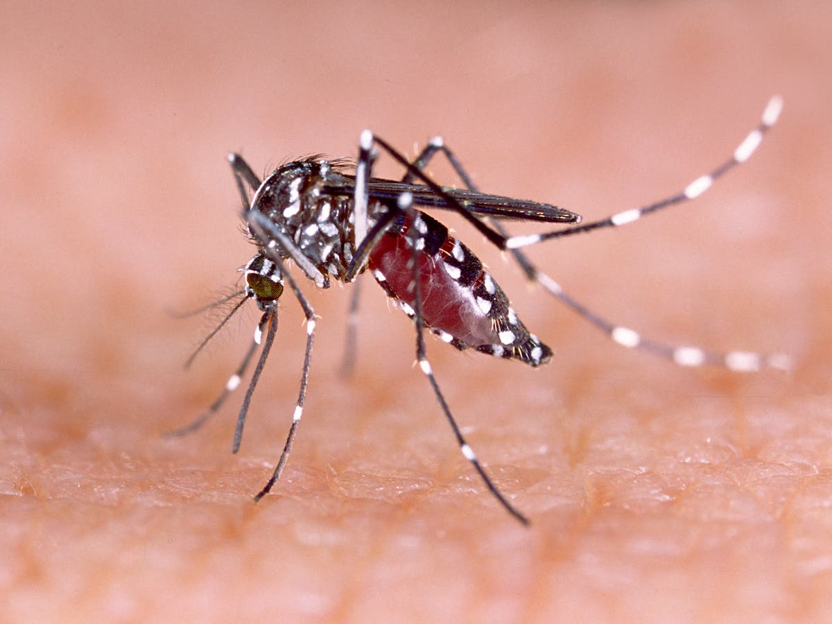 Un estudio revela cuál es el olor que atrae a los mosquitos - Cachicha.com Un estudio revela cuál es el olor que atrae a los mosquitos - Cachicha.com