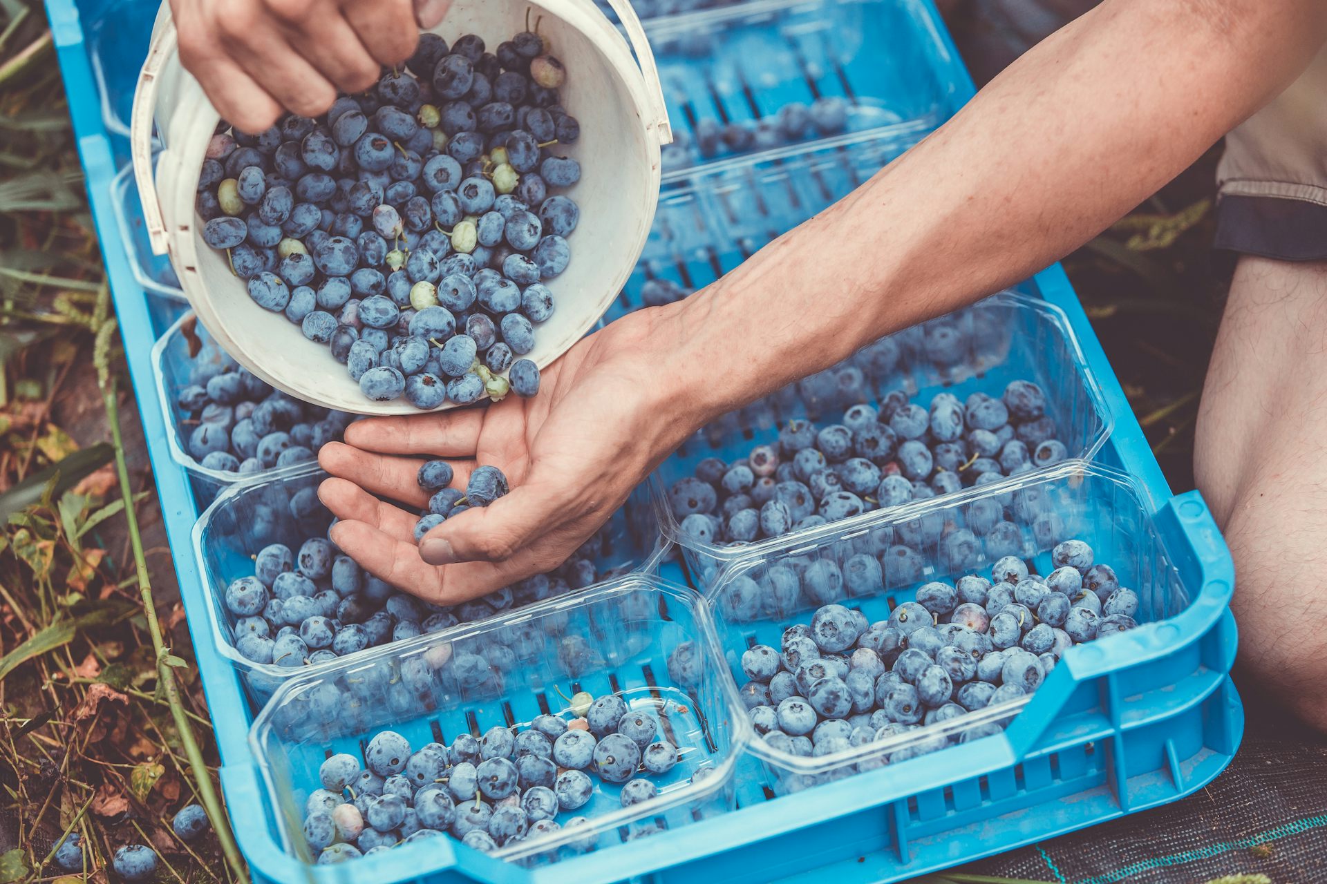 Labor’s proposed Pacific labour scheme reforms might be good soft ...