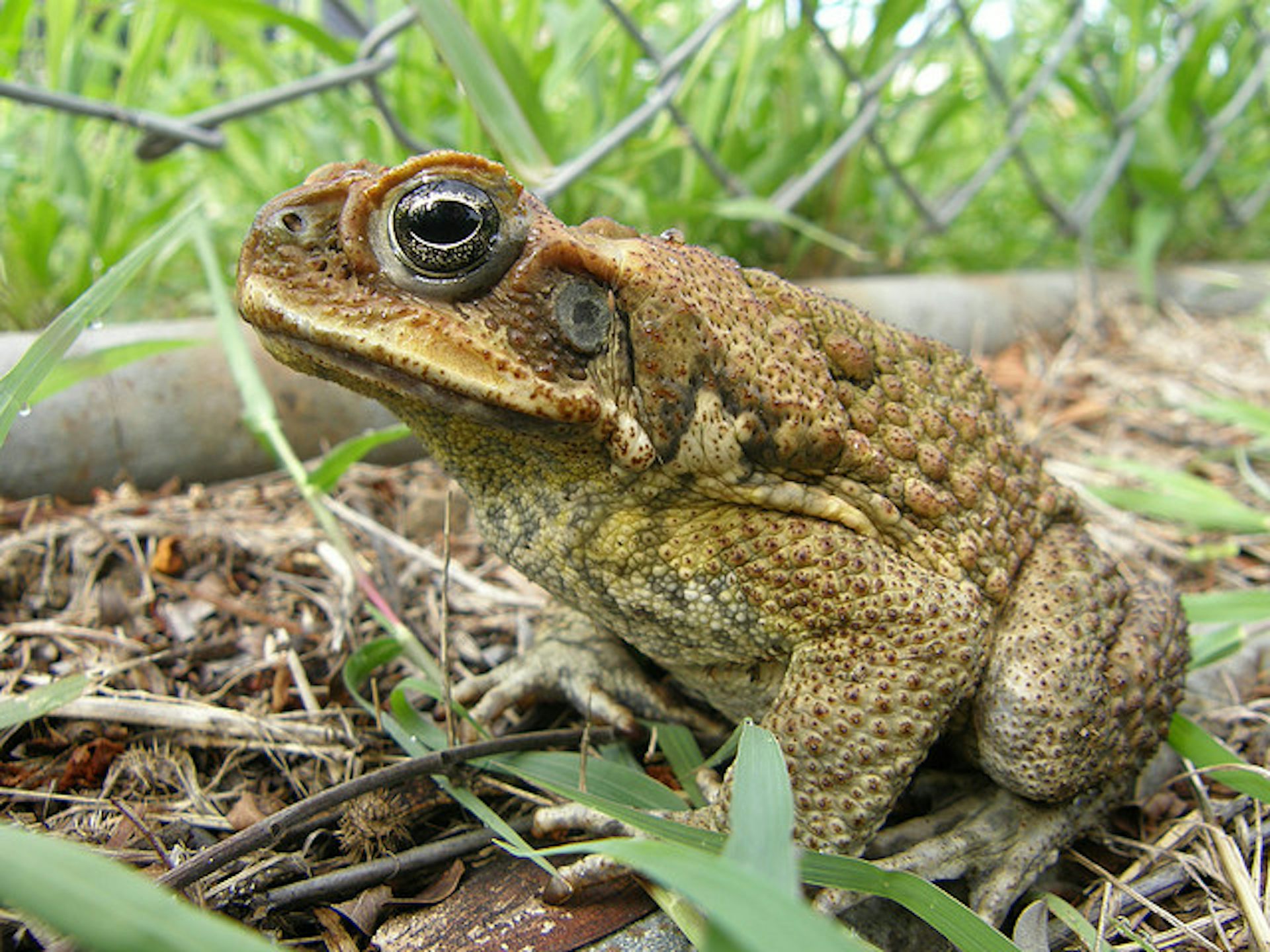 Cane and able – how superfit toads got the hop on evolution