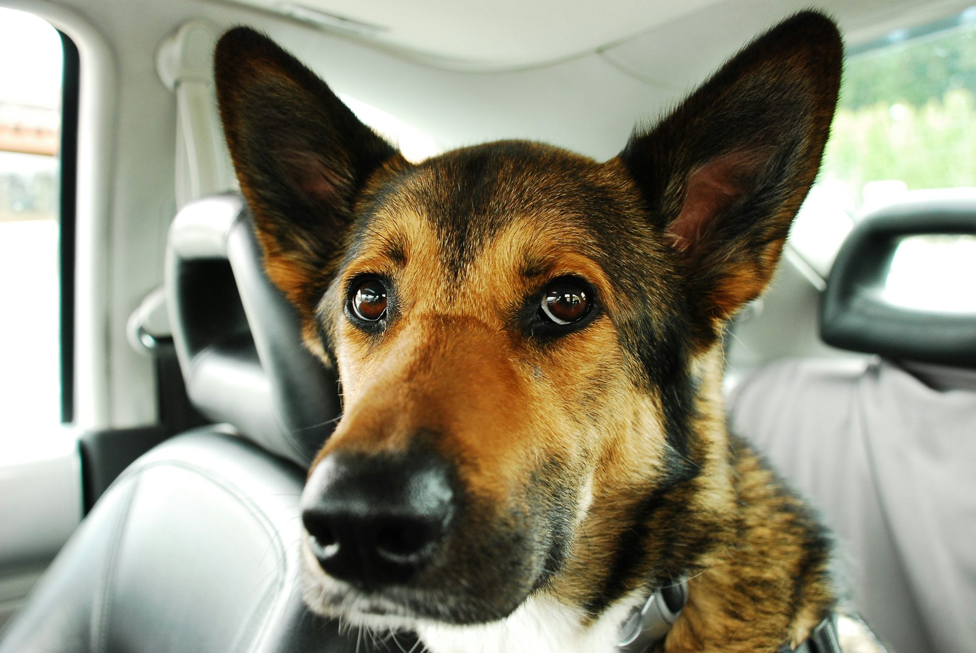 Kenny’s dog days are over – but is satire’s bark worse than its bite?