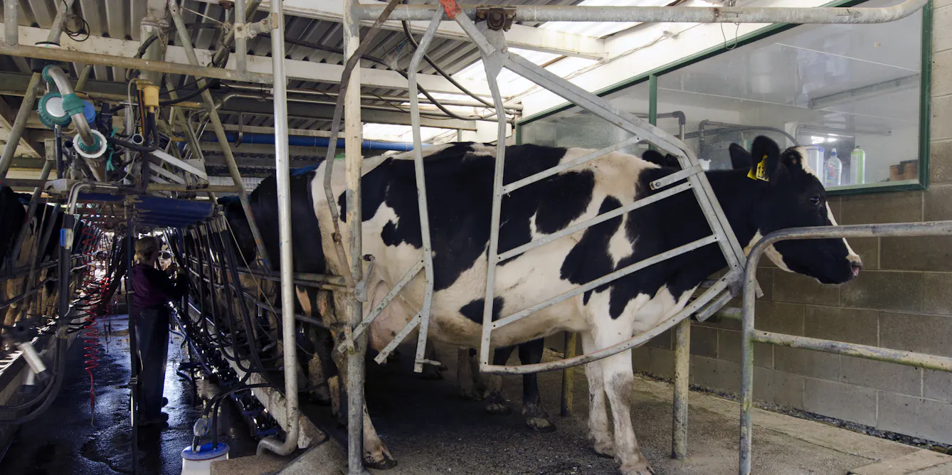 11 000 Litres Of Water To Make One Litre Of Milk New Questions About 11 000 Litres Of Water To Make One Litre Of Milk New Questions About