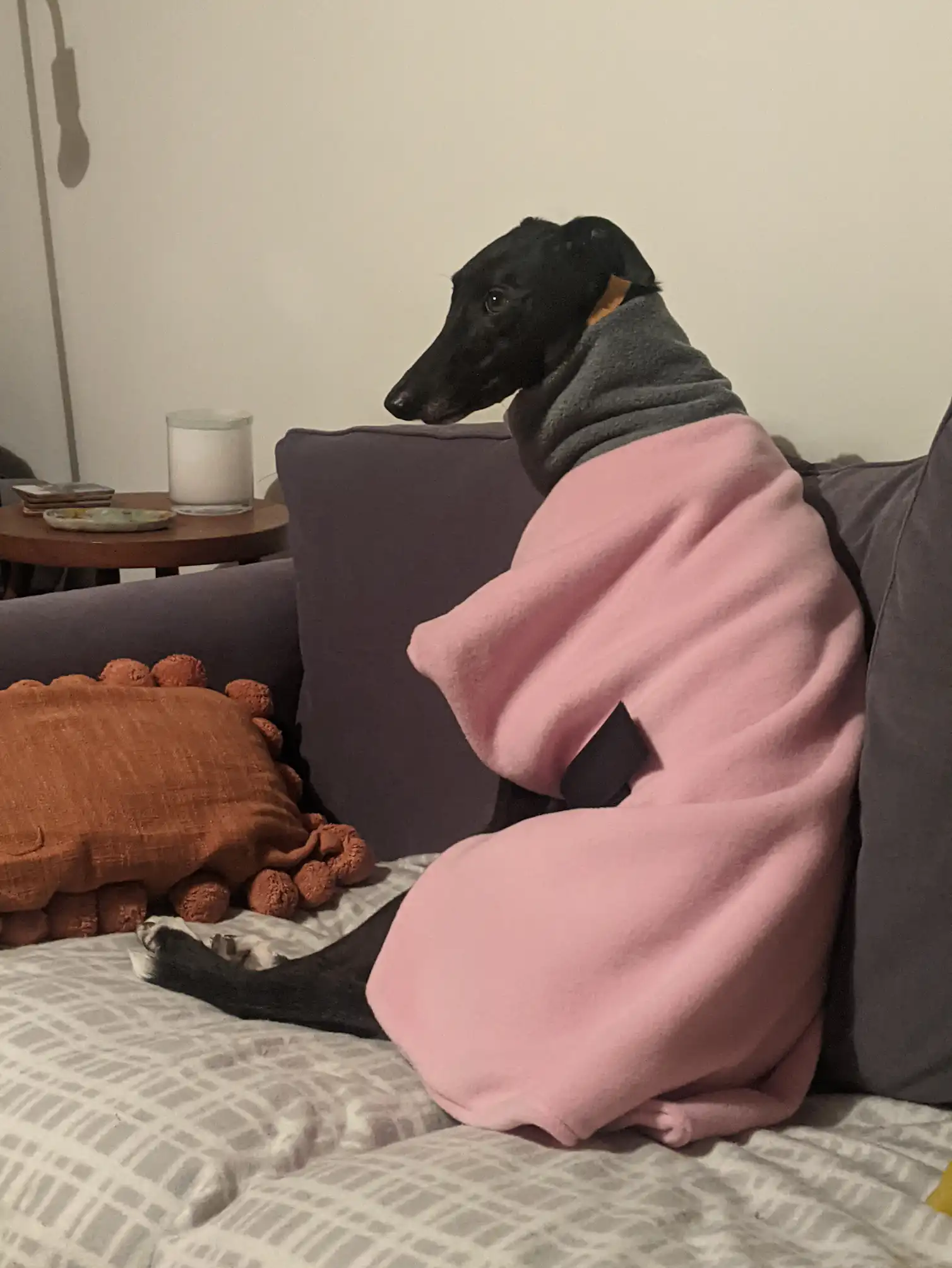 Is My Dog Too Cold How Cold Is Too Cold For A Walk Here s How To Tell is-my-dog-too-cold-how-cold-is-too-cold-for-a-walk-here-s-how-to-tell