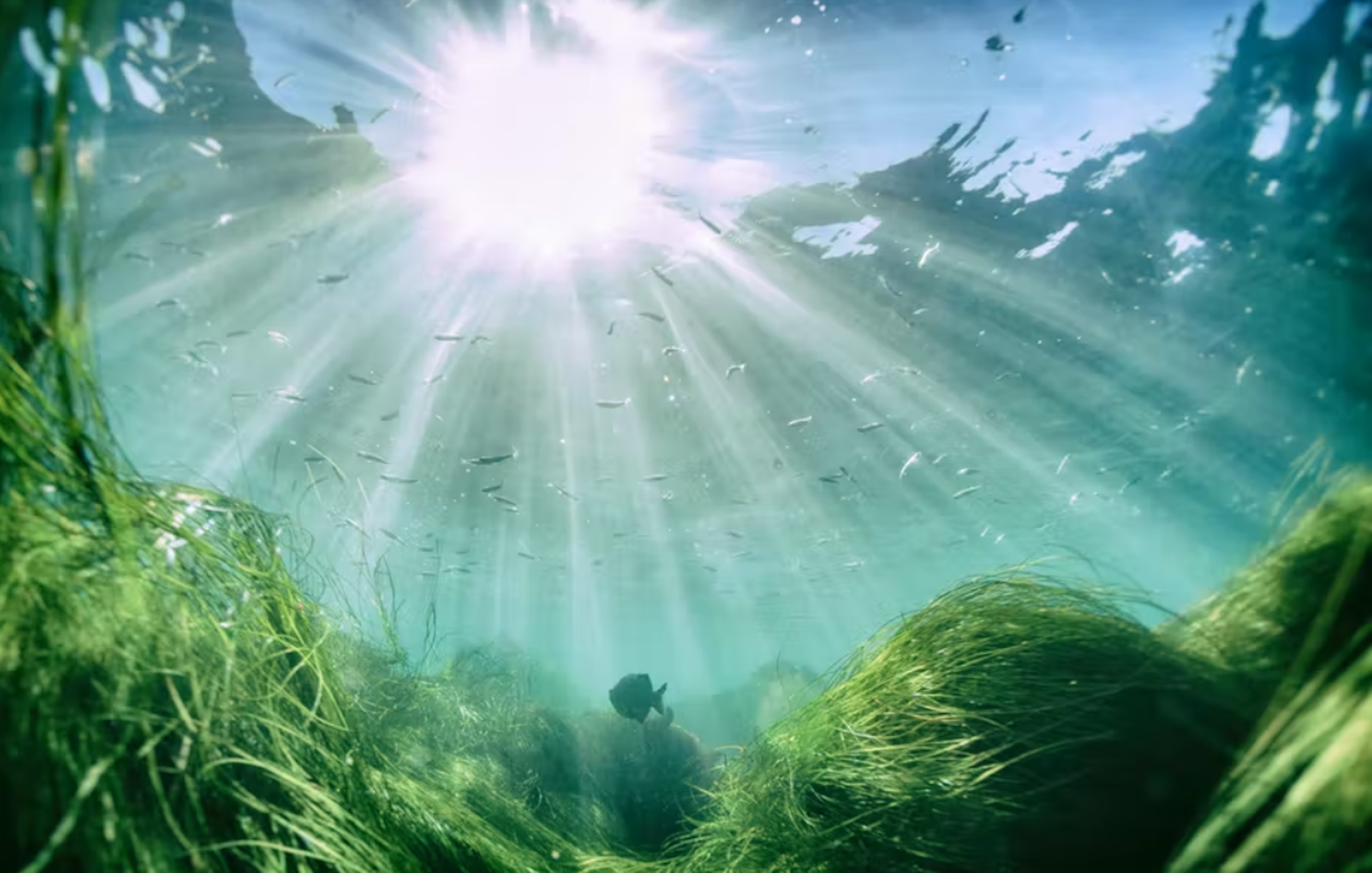 Seagrass meadows: getting to know these unsung heroes of southern ...