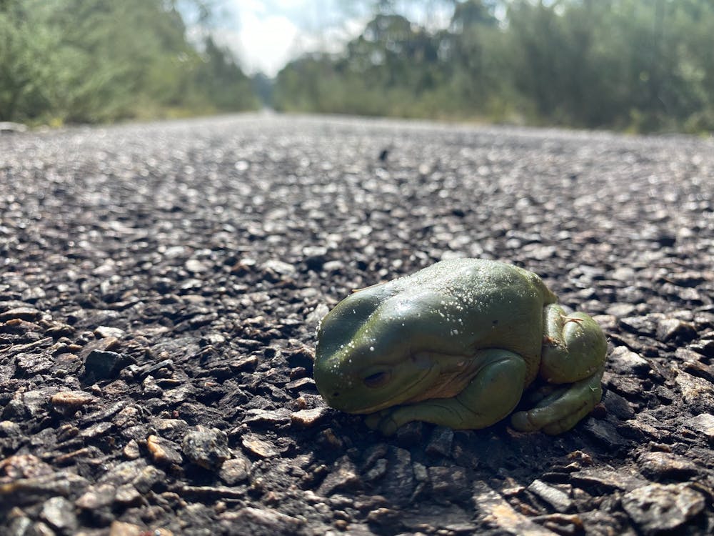 Frogs are dying en masse again, and we need your help to find out why ... Frogs are dying en masse again, and we need your help to find out why ...