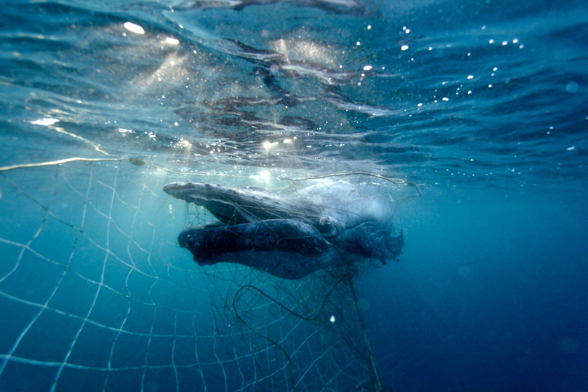 Why do whales keep getting tangled in shark nets? And what should you ...
