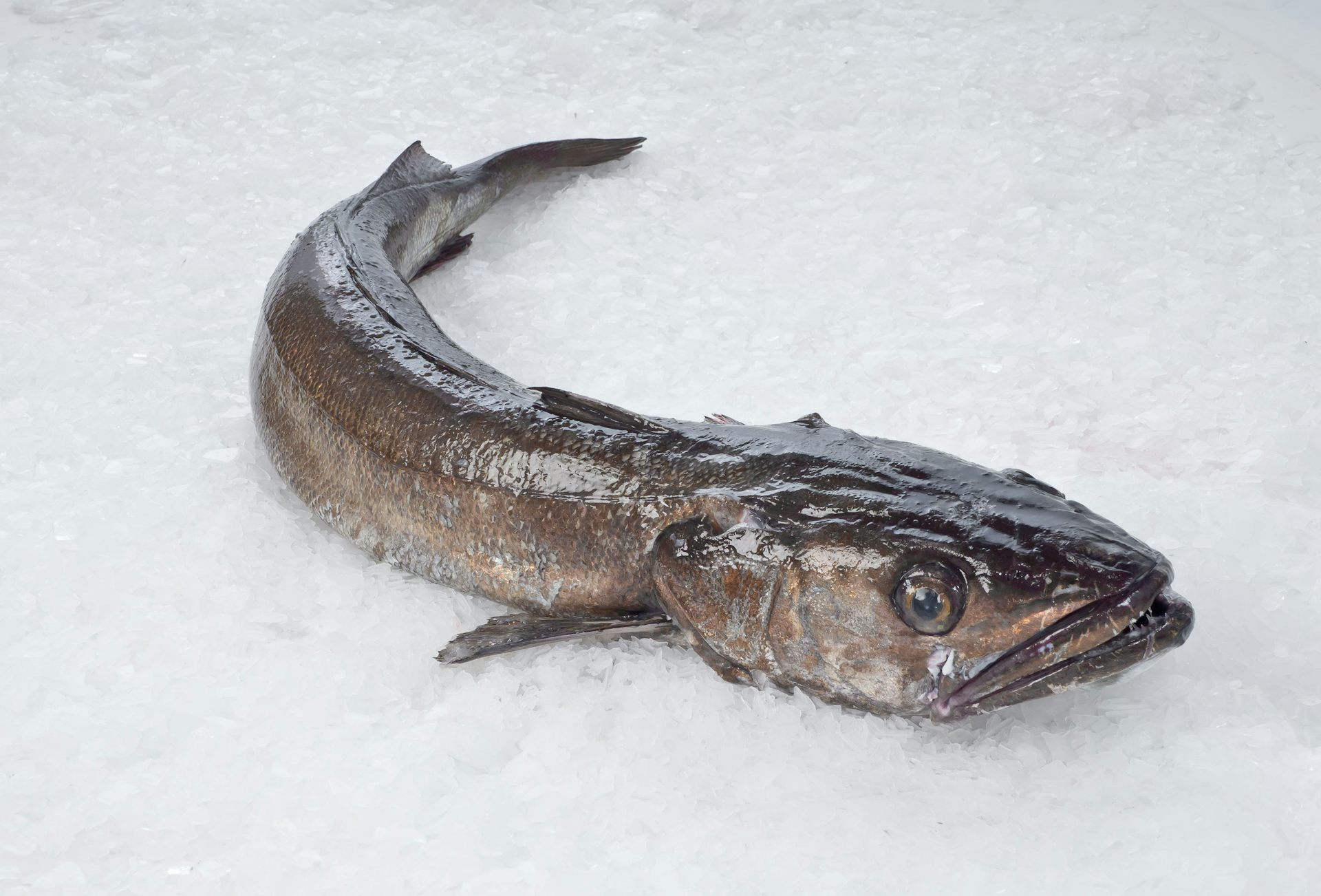 La merluza: un megaalimento para enseñar a los niños a llevar una dieta ...