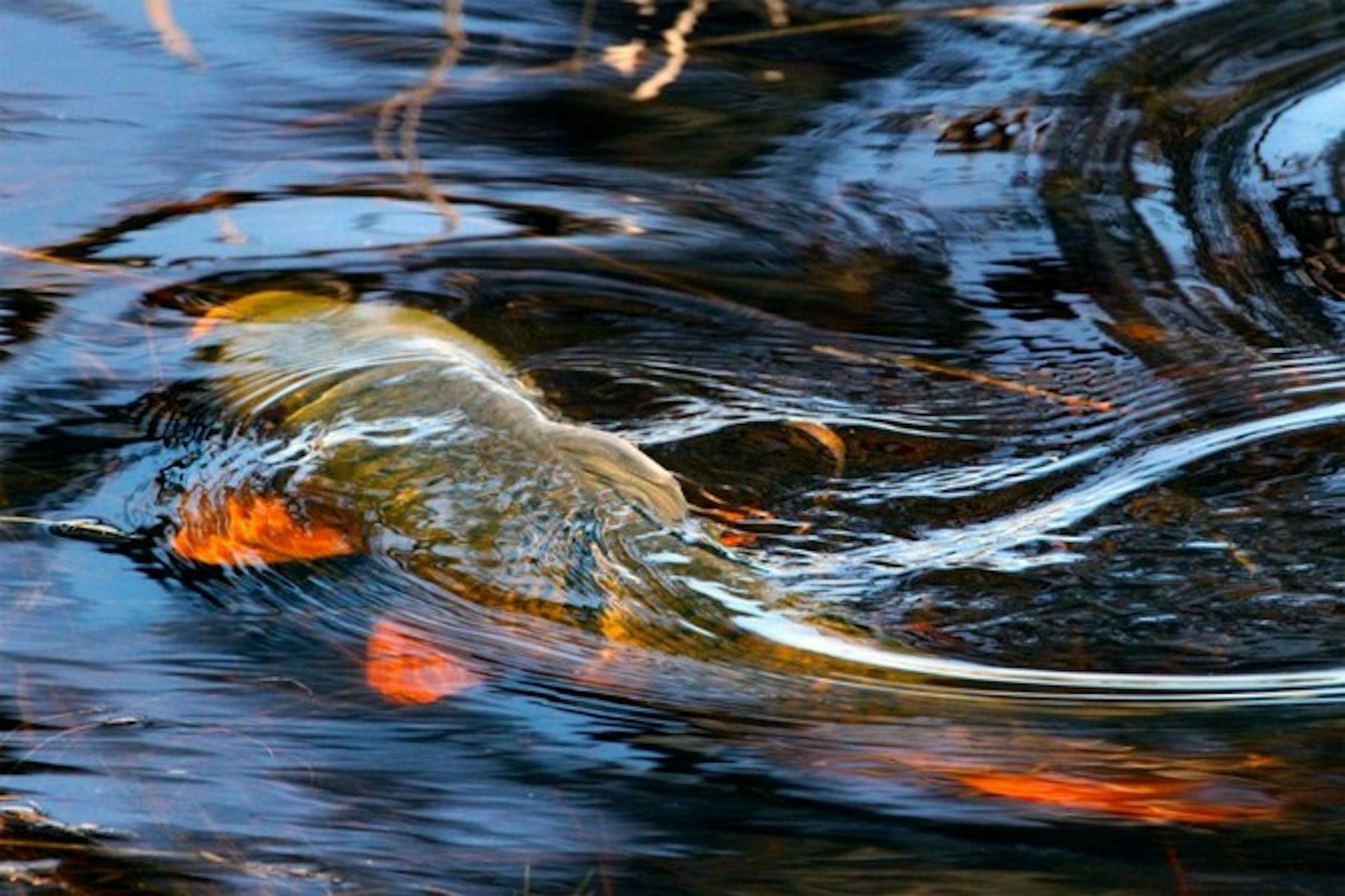 Alien fish boom shows difficulty of replenishing Murray-Darling