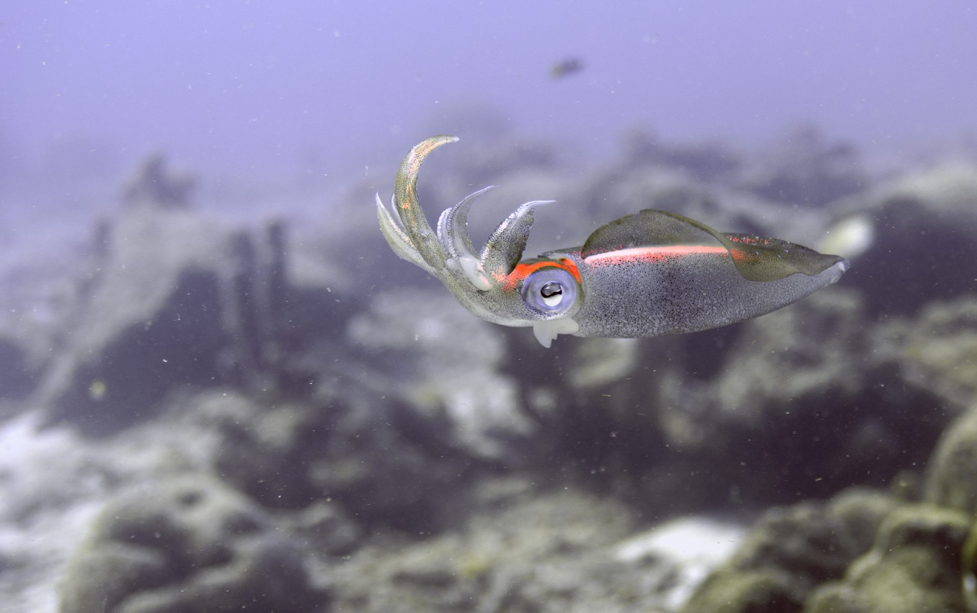 Humans and squid evolved same eyes using same genes