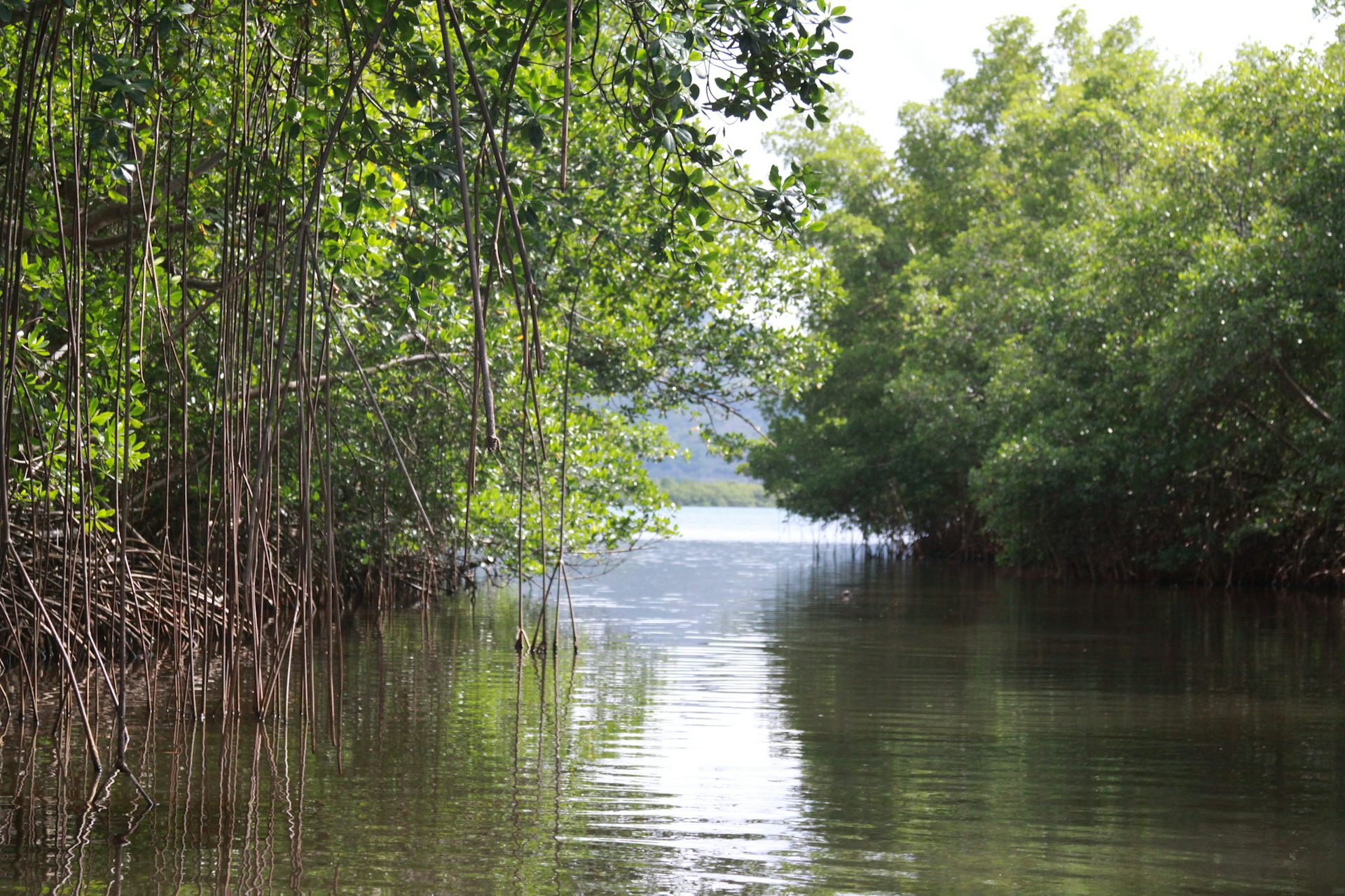 « Pile microbienne » : utiliser les bactéries de la mangrove pour ...