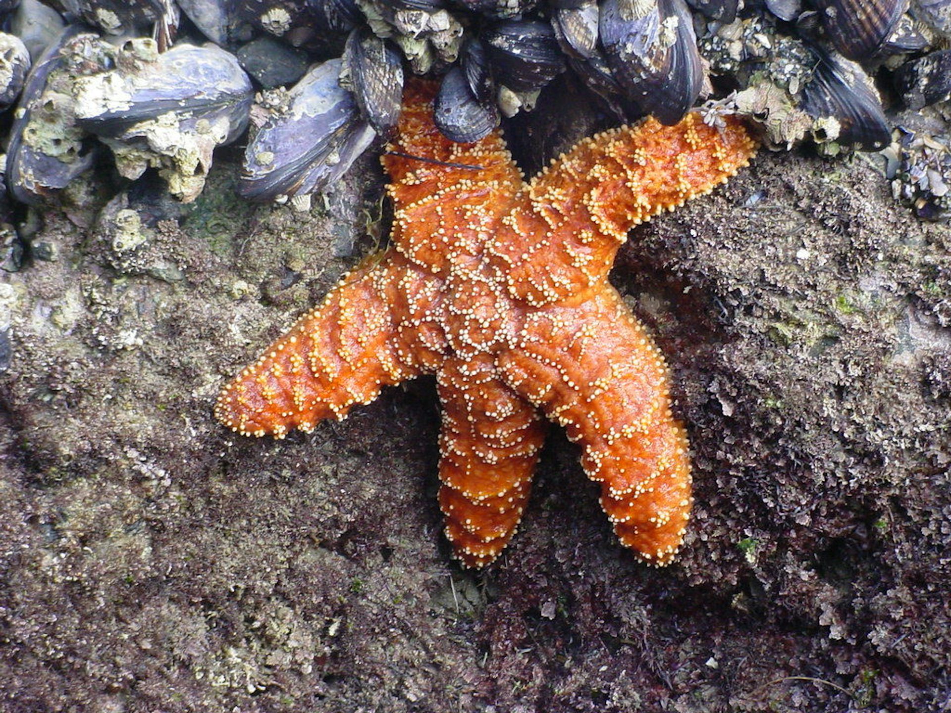 Mystery starfish plague extends to Canada and Mexico, but the answer is ...