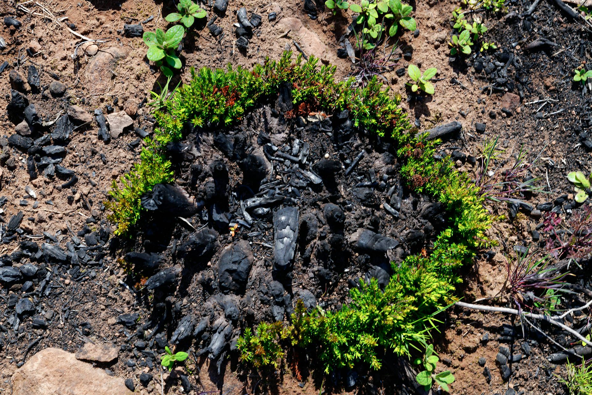 Images de science : la vie reprend, un an après le feu dans le massif ...