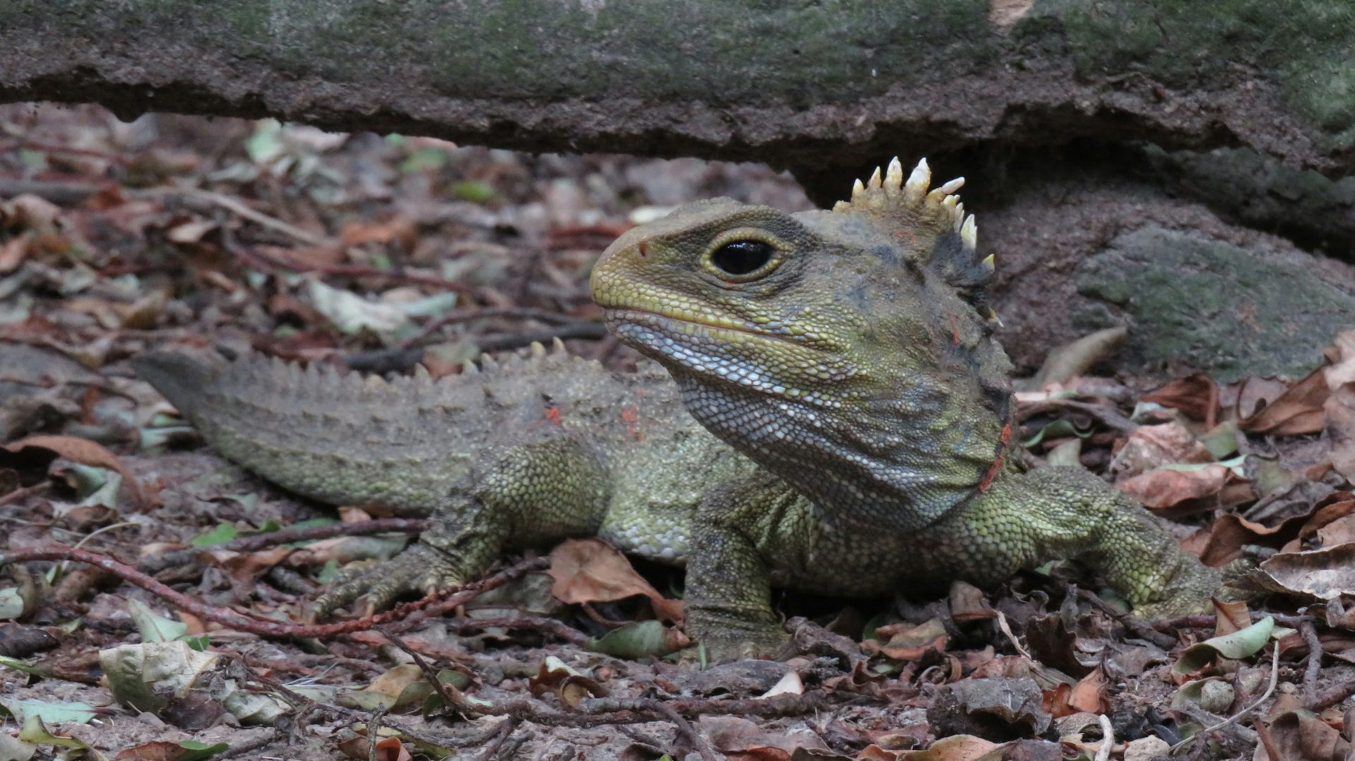 Tuatara are returning to the mainland – but feeding the hungry reptiles ...