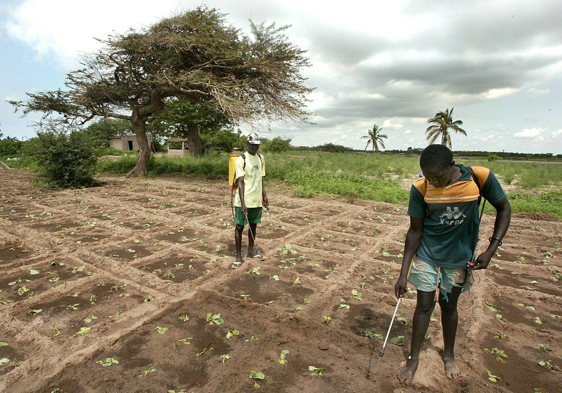 How can CHOGM start a Green Revolution in Sub-Saharan Africa?