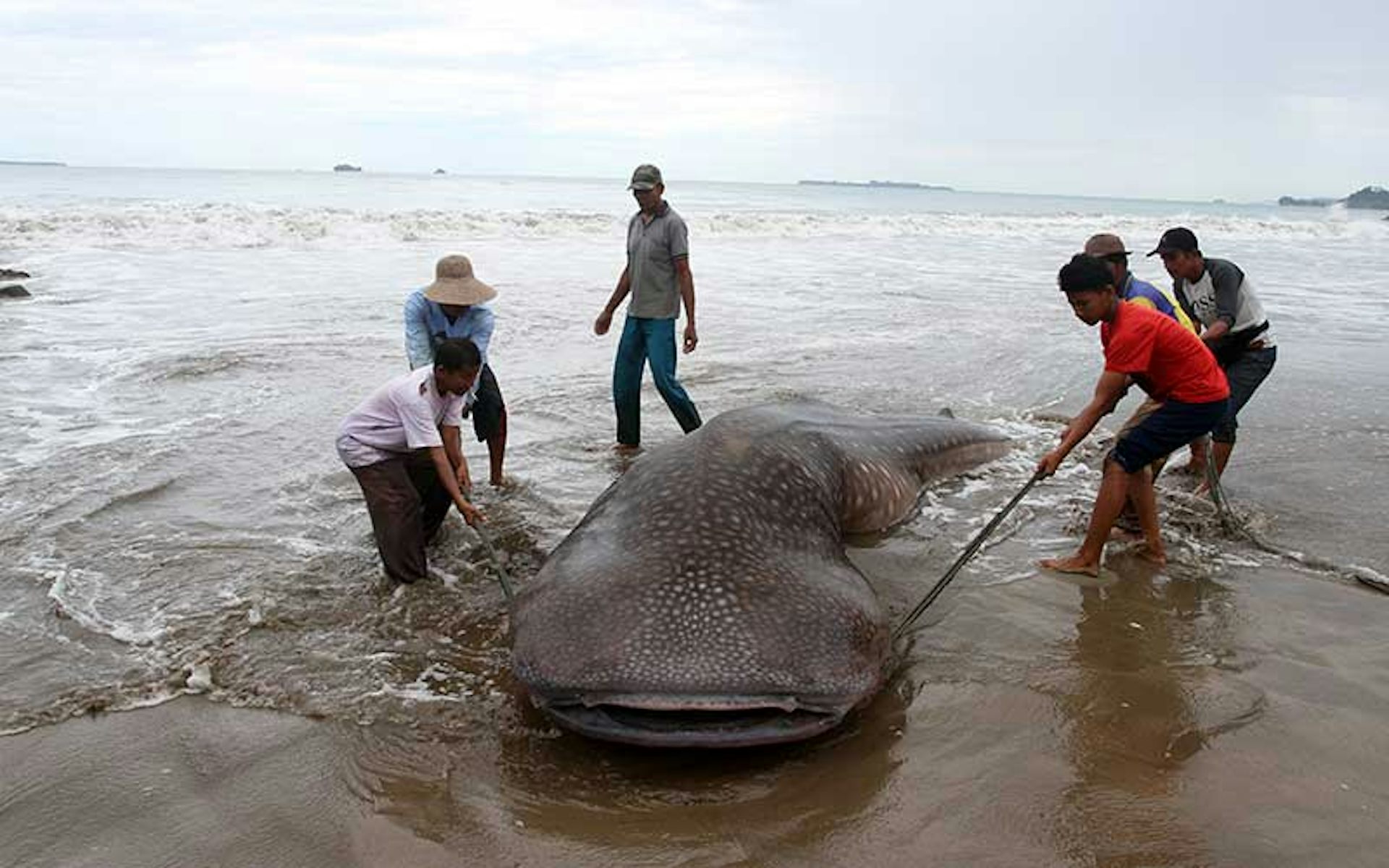 Tak hanya perburuan, aktivitas pelayaran juga mengancam populasi hiu paus