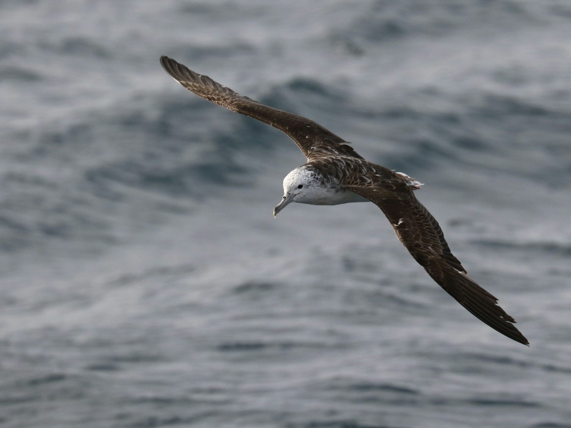 How we tracked one small seabird species’ remarkable flight into a typhoon