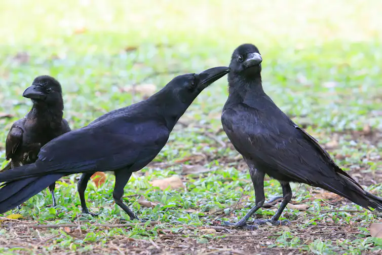 Animal Friendships Are Surprisingly Like Our Own Animal Friendships Are Surprisingly Like Our Own