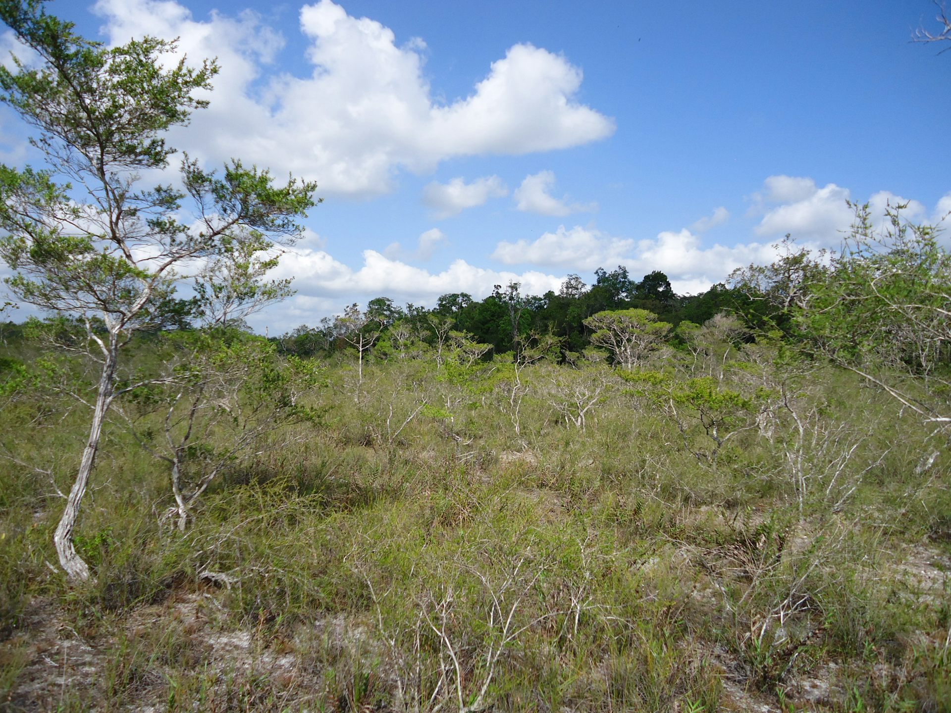 Apa itu hutan kerangas? ekosistem rapuh yang jadi ‘surga’ tanaman obat