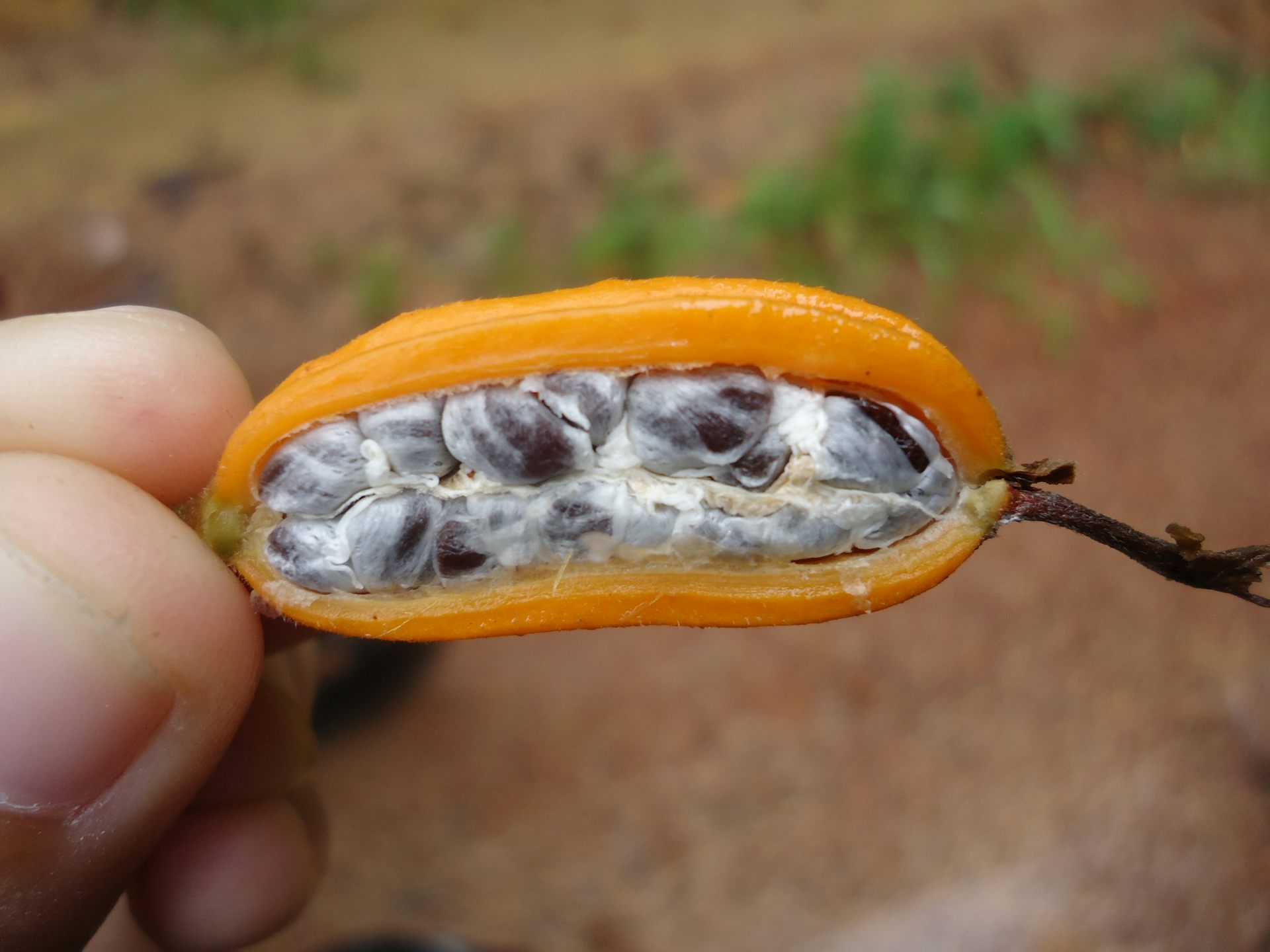 Apa itu hutan kerangas? ekosistem rapuh yang jadi ‘surga’ tanaman obat