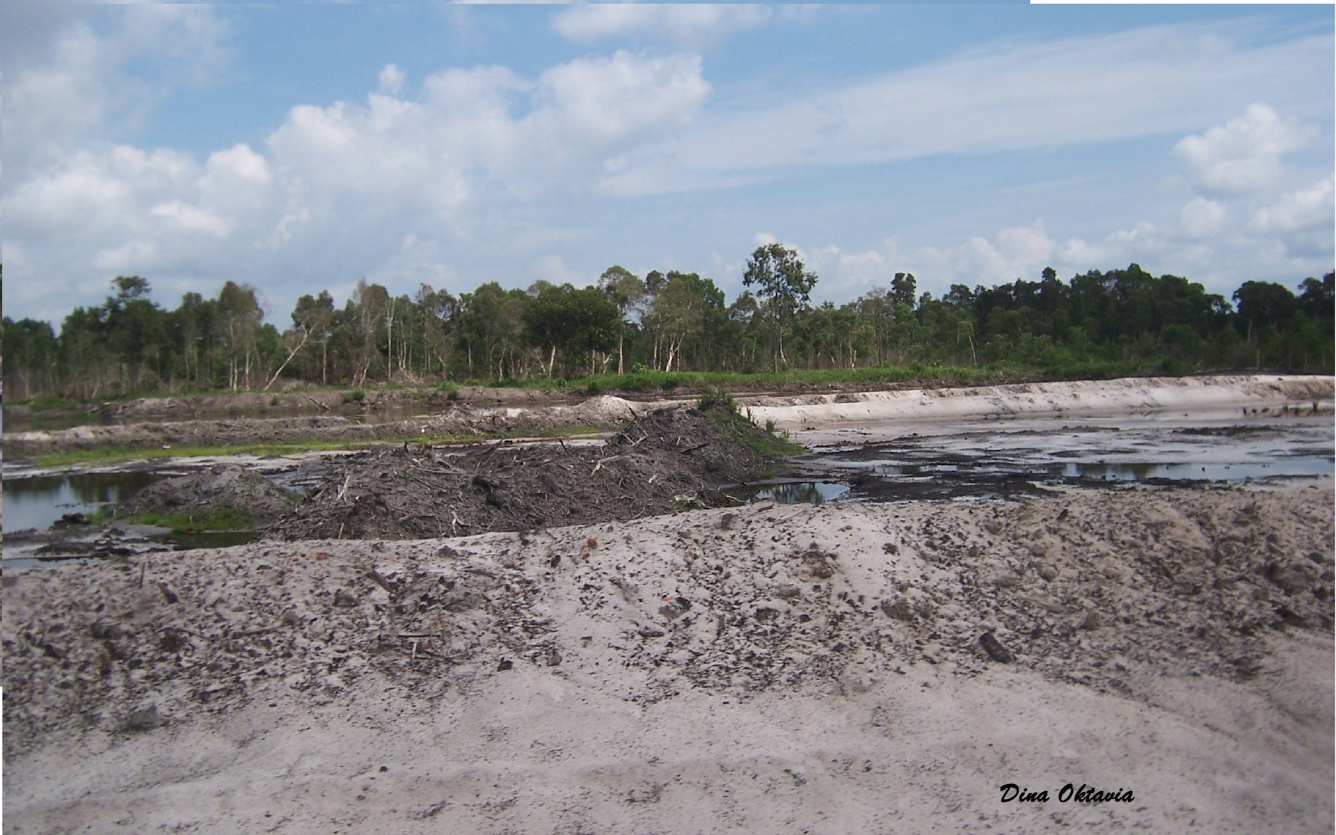 Apa itu hutan kerangas? ekosistem rapuh yang jadi ‘surga’ tanaman obat