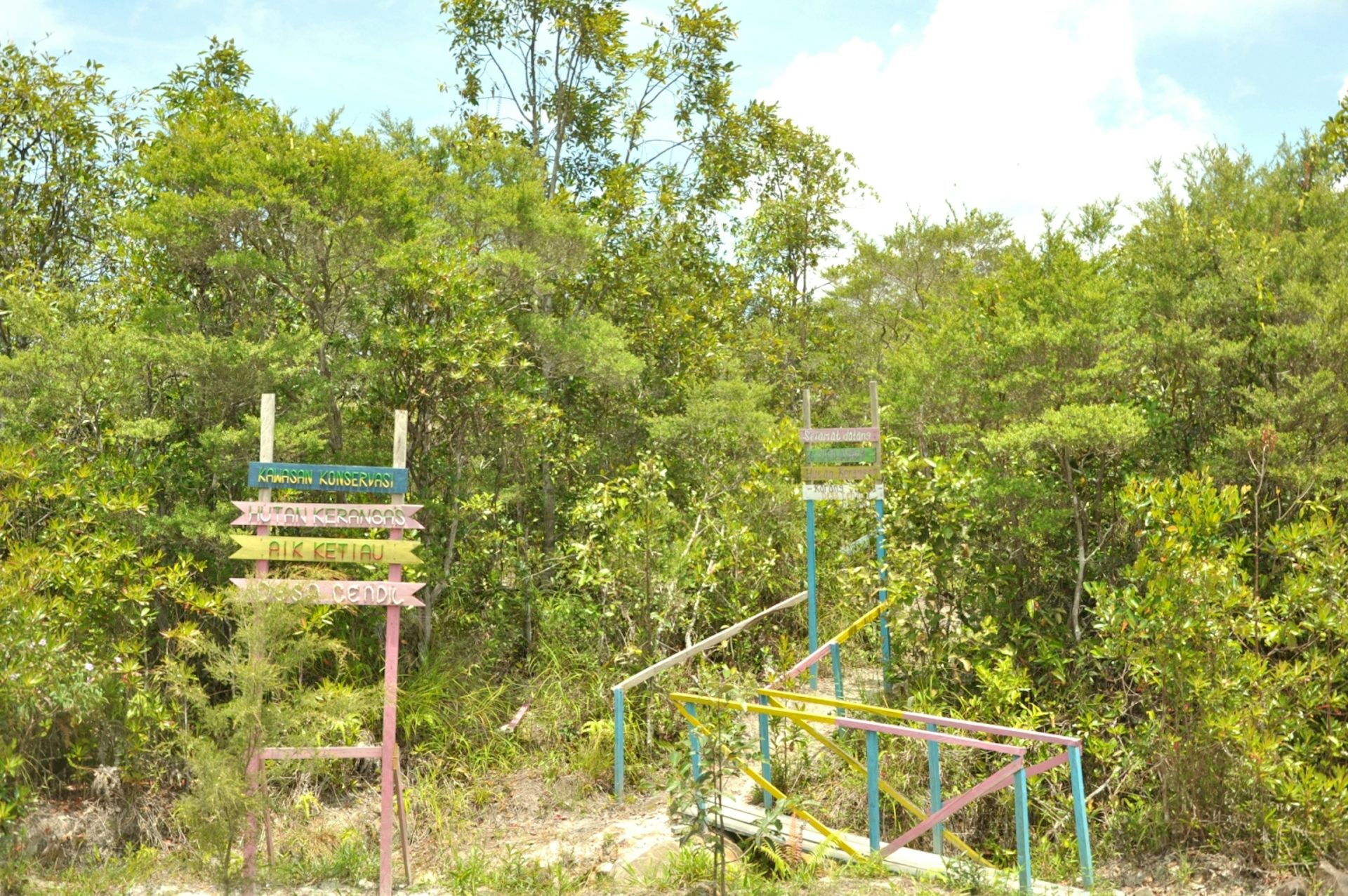 Apa itu hutan kerangas? ekosistem rapuh yang jadi ‘surga’ tanaman obat